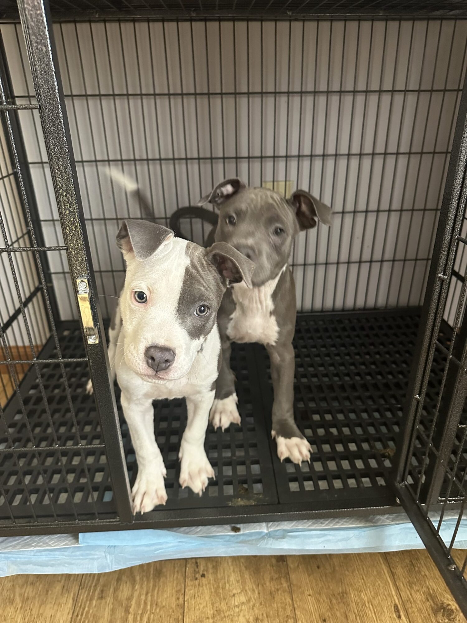 Standard American Bully – PuppyList