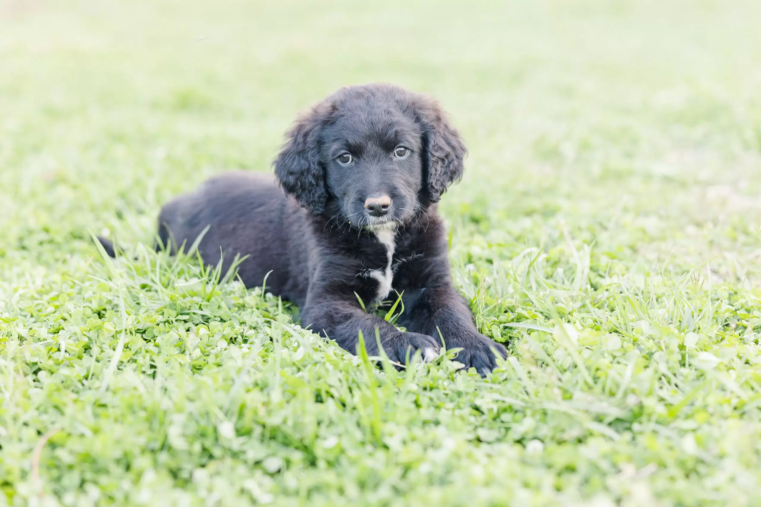 Yellow Collar Male Goldendoodle Puppy – PuppyList