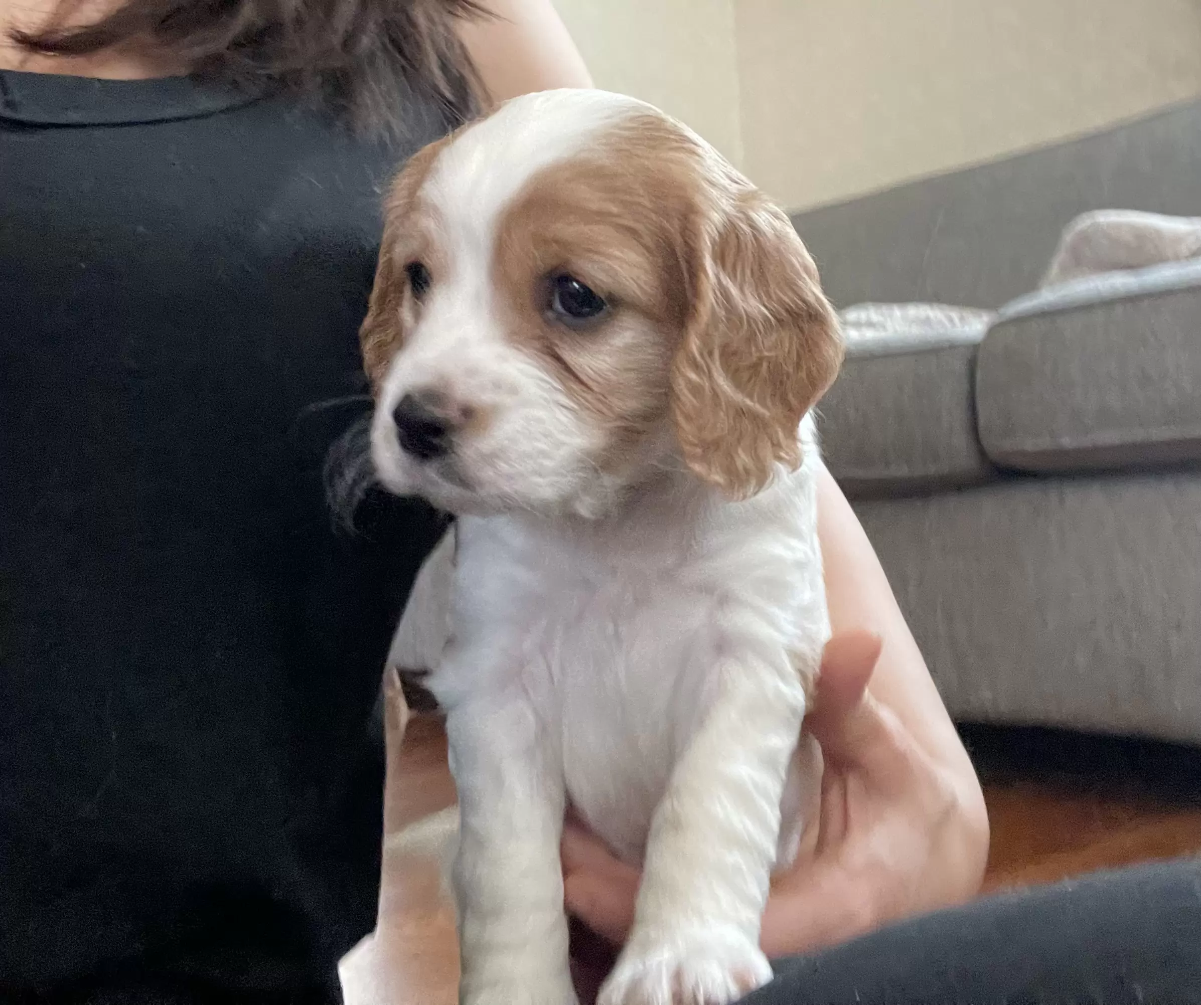 Belle – F2 Cavapoo – PuppyList