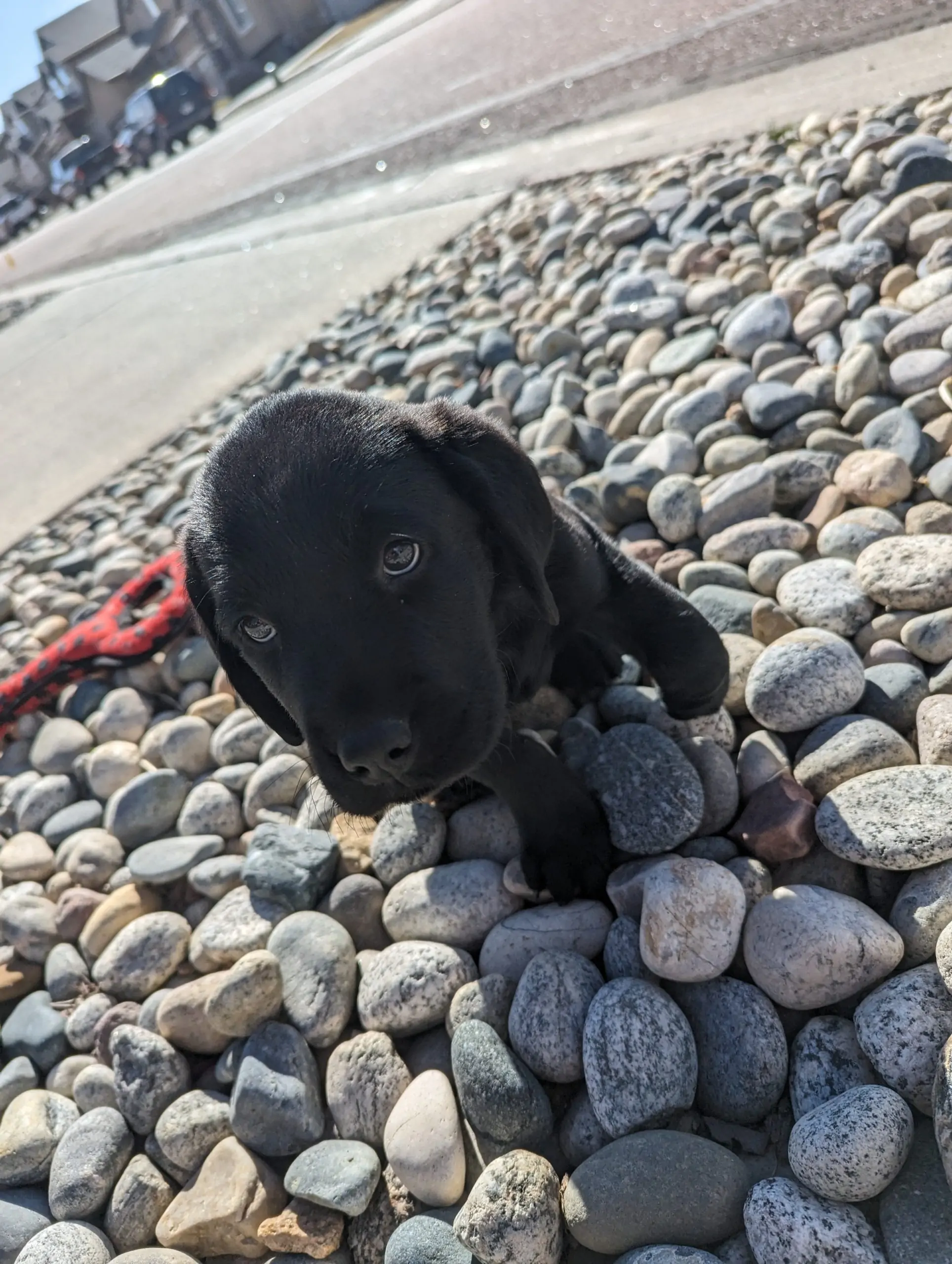 AKC Male Black Labrador – PuppyList
