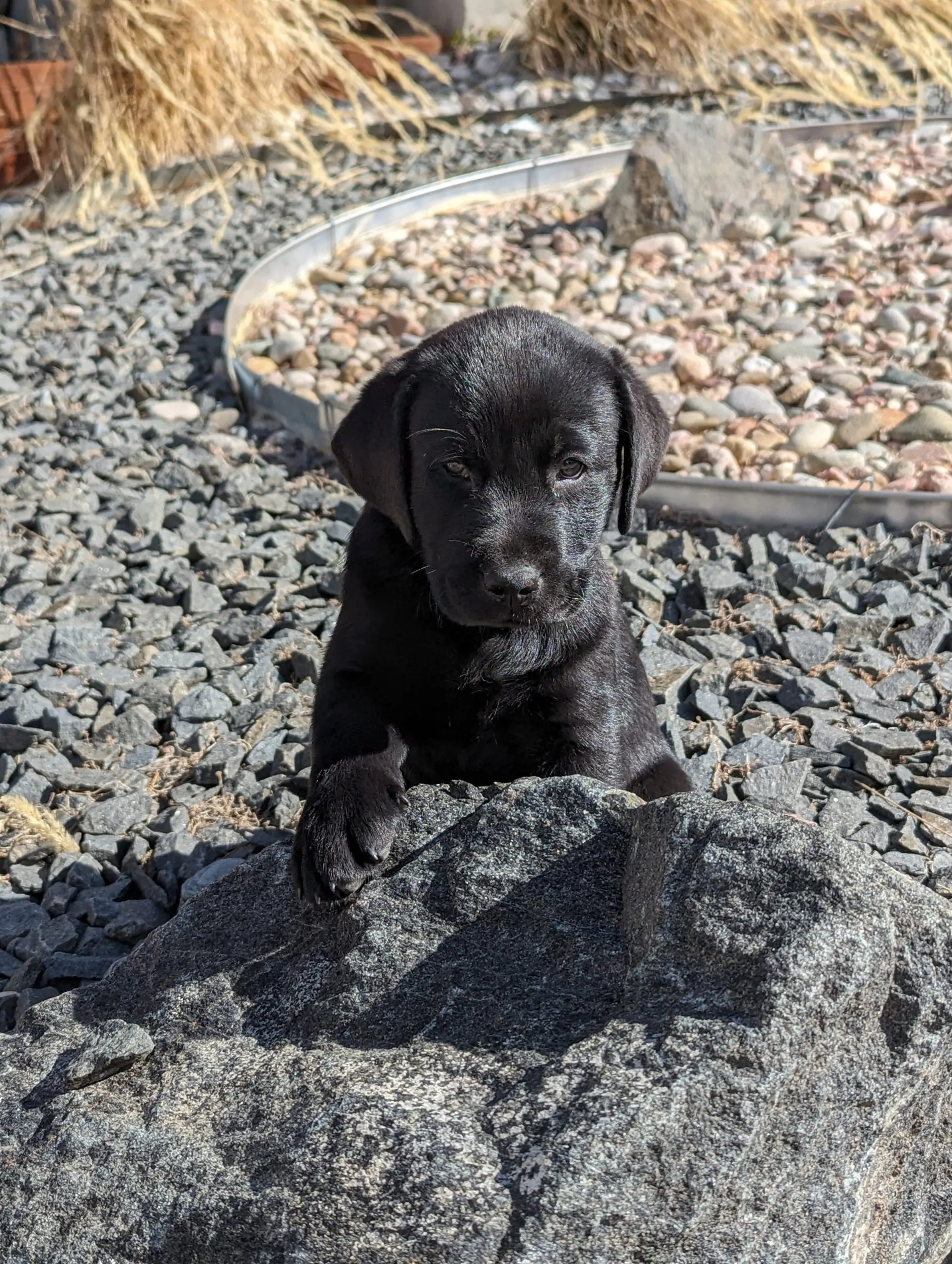 AKC Male Black Labrador – PuppyList