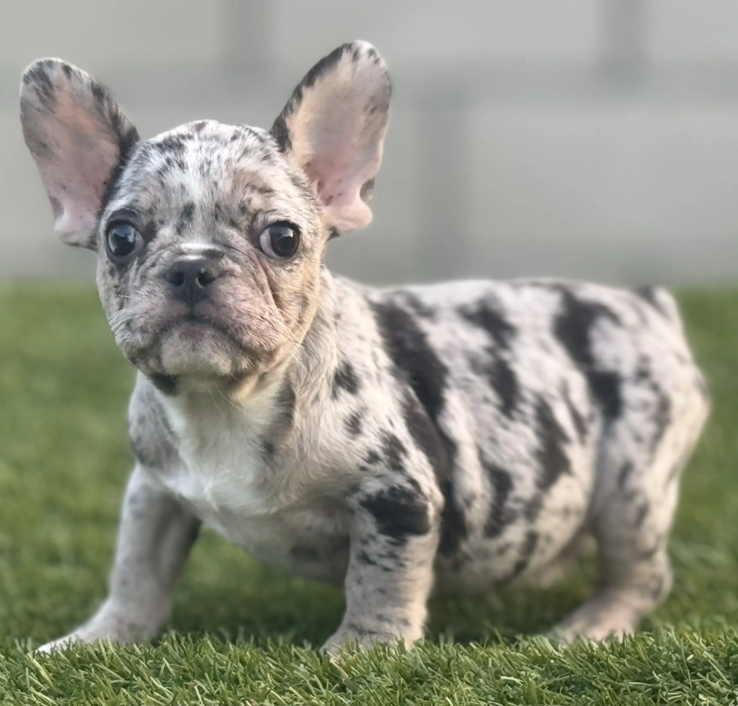Black, Merle French bulldog, female – PuppyList