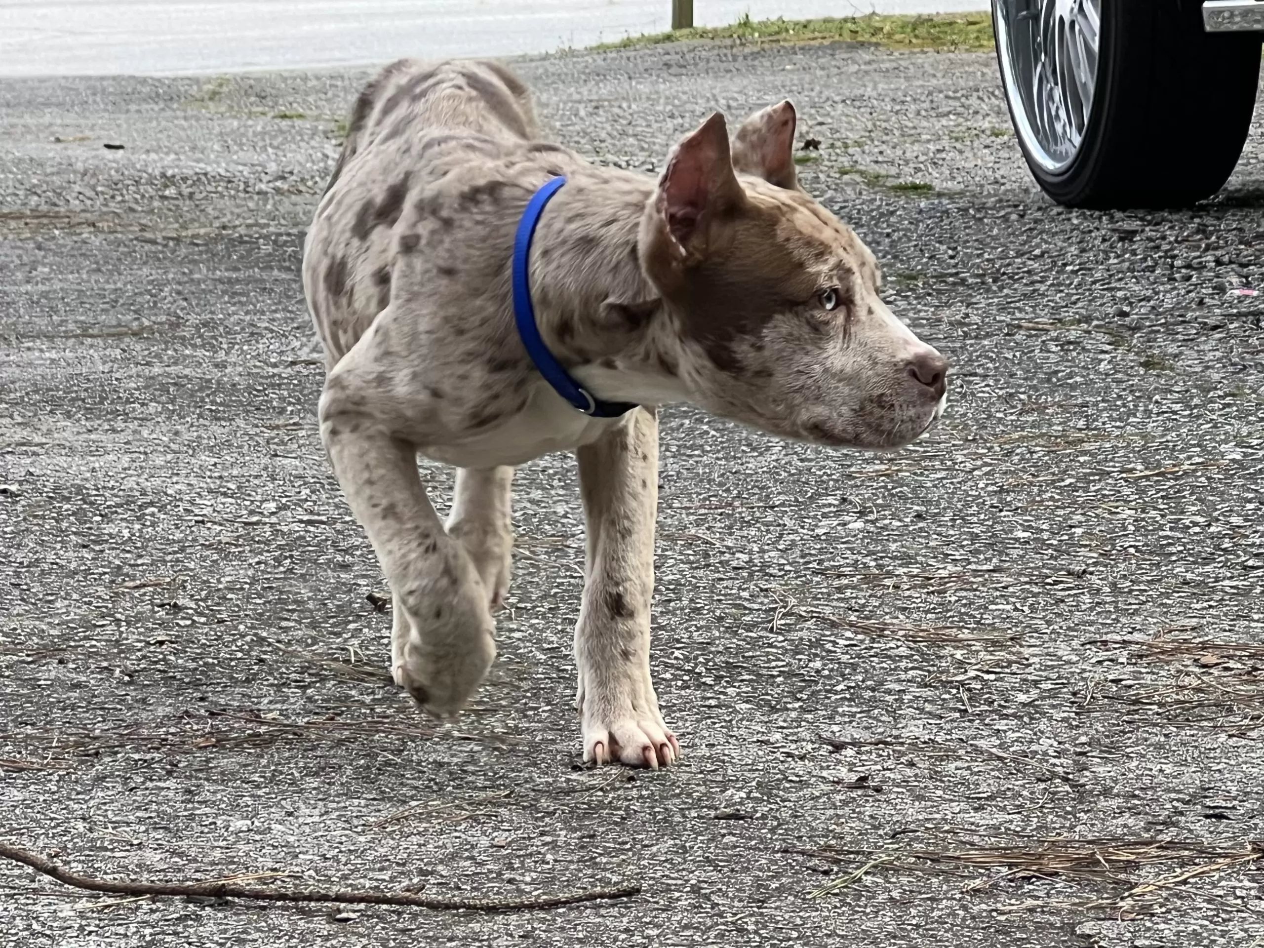 XL Merle Bully – PuppyList