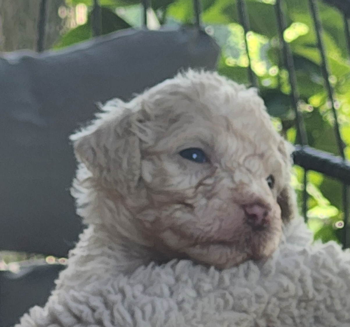 Multi generation Labradoodle puppies – PuppyList