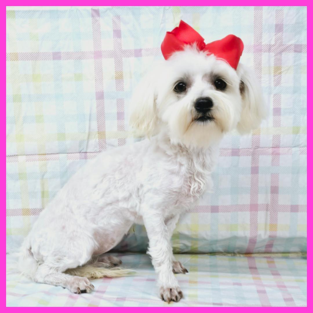 🐶 Fluffy Female Frenchie – PuppyList