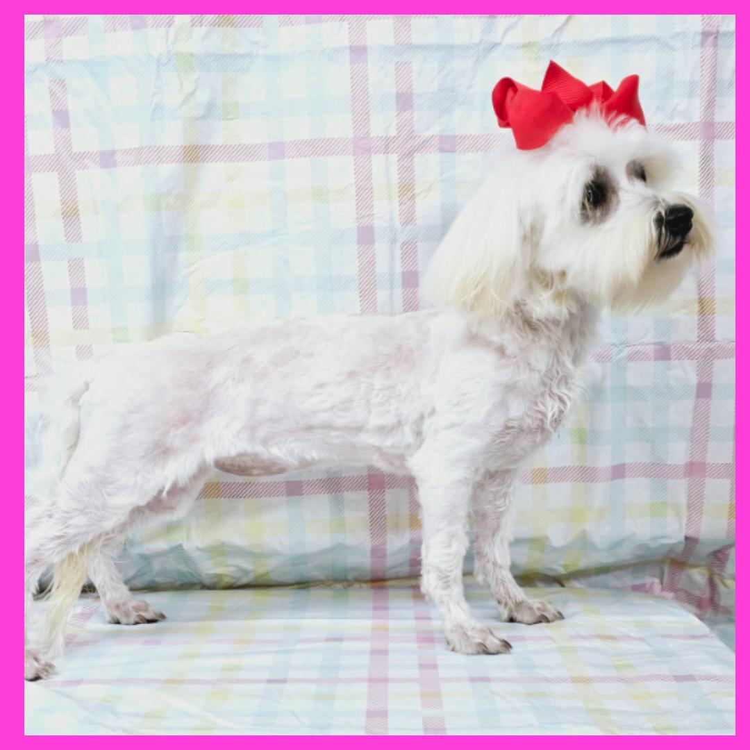 🐶 Fluffy Female Frenchie – PuppyList