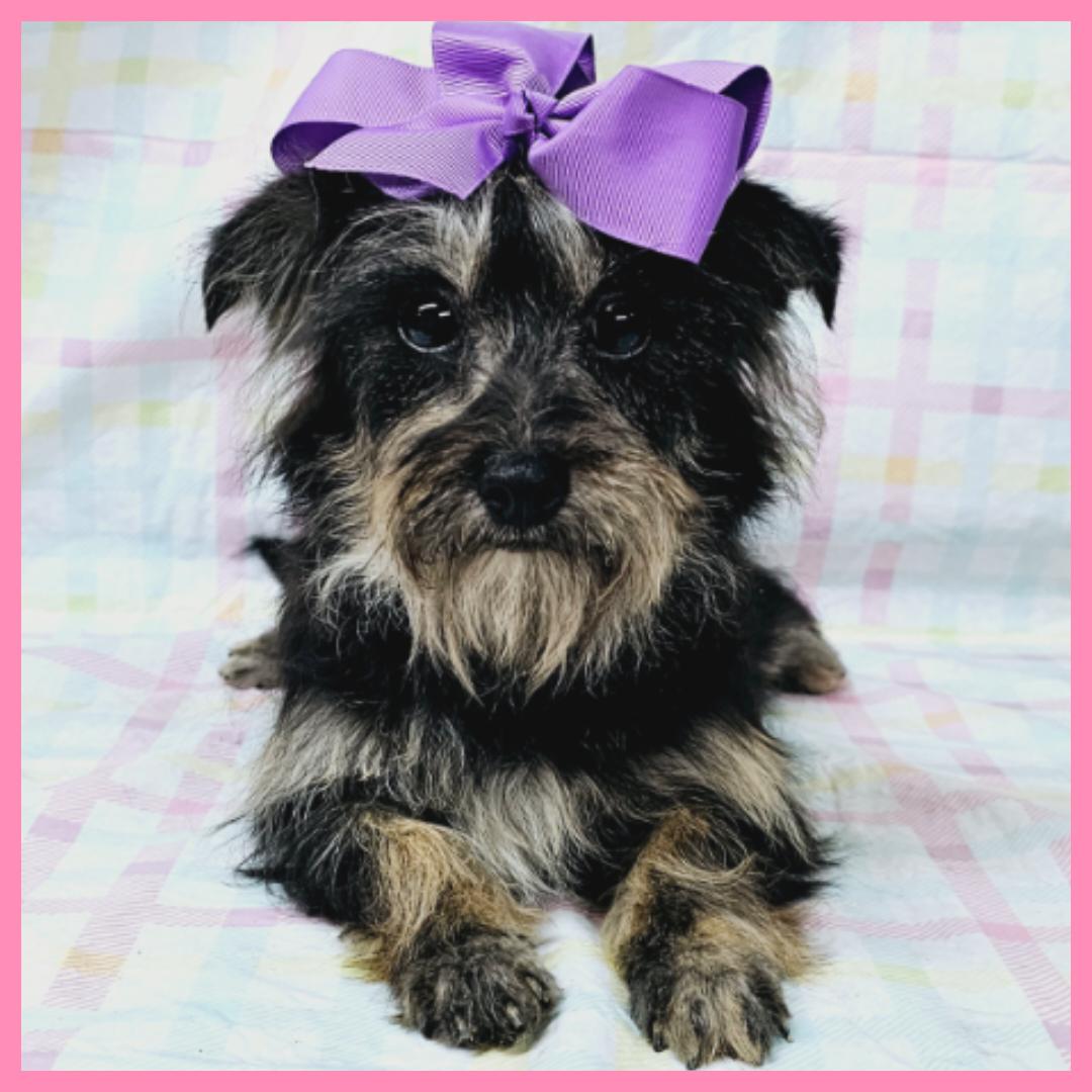 🐶 Fluffy Female Frenchie – PuppyList