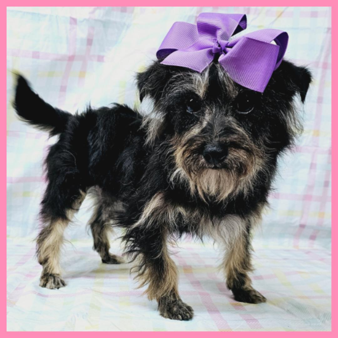 🐶 Fluffy Female Frenchie – PuppyList