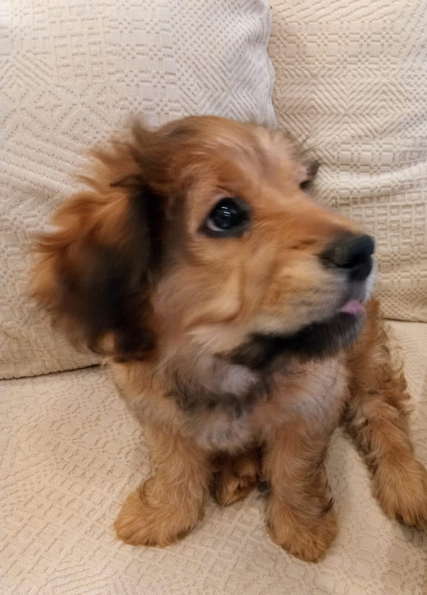 English Morkie Boodle – PuppyList