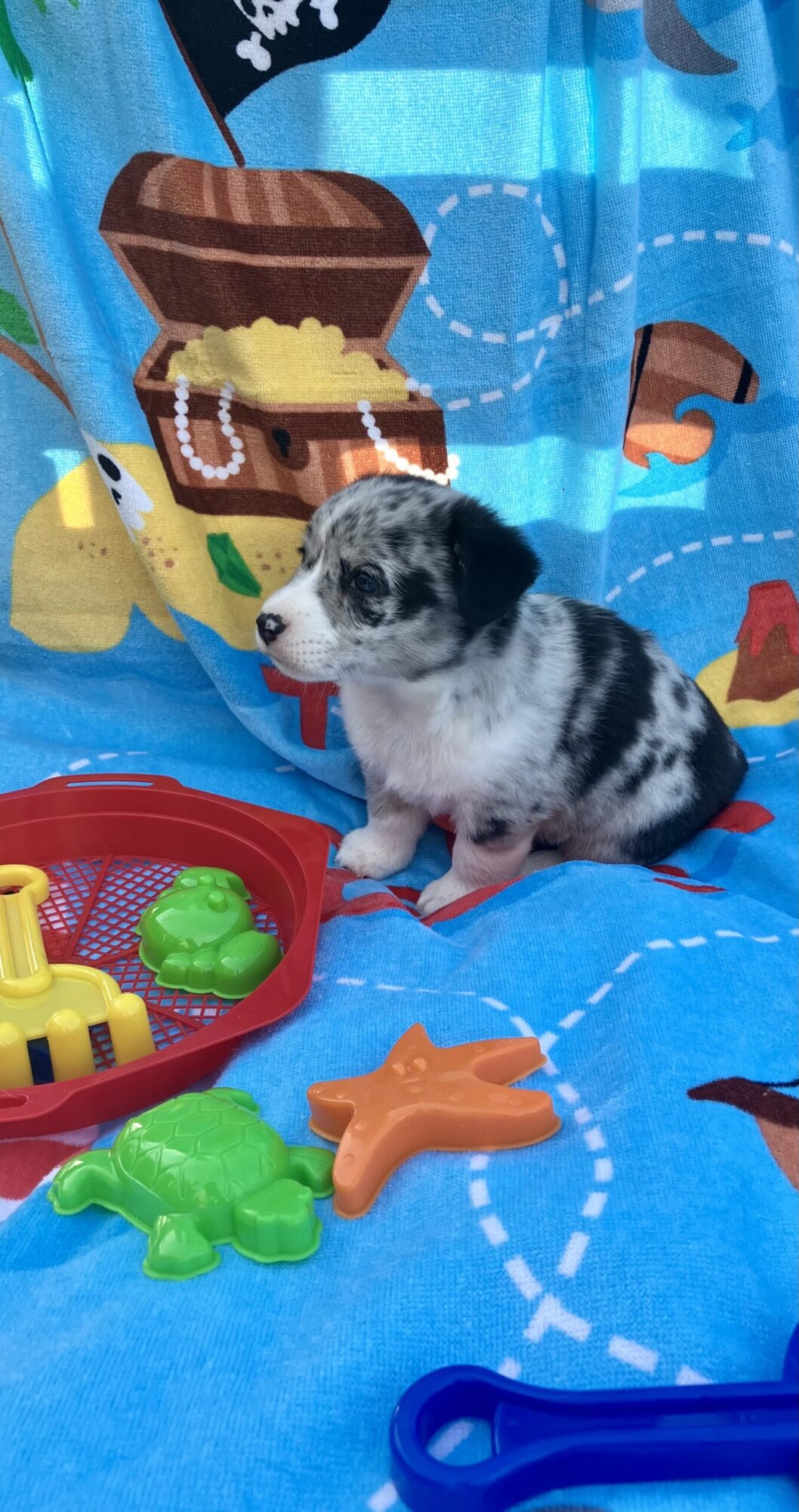 PuppyList – Find a Puppy Near You