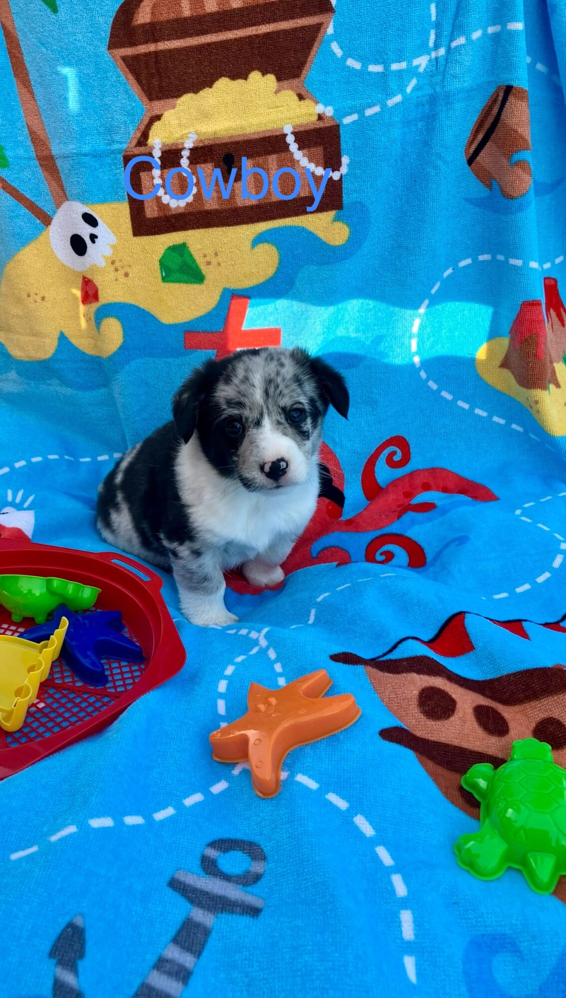 PuppyList – Find a Puppy Near You