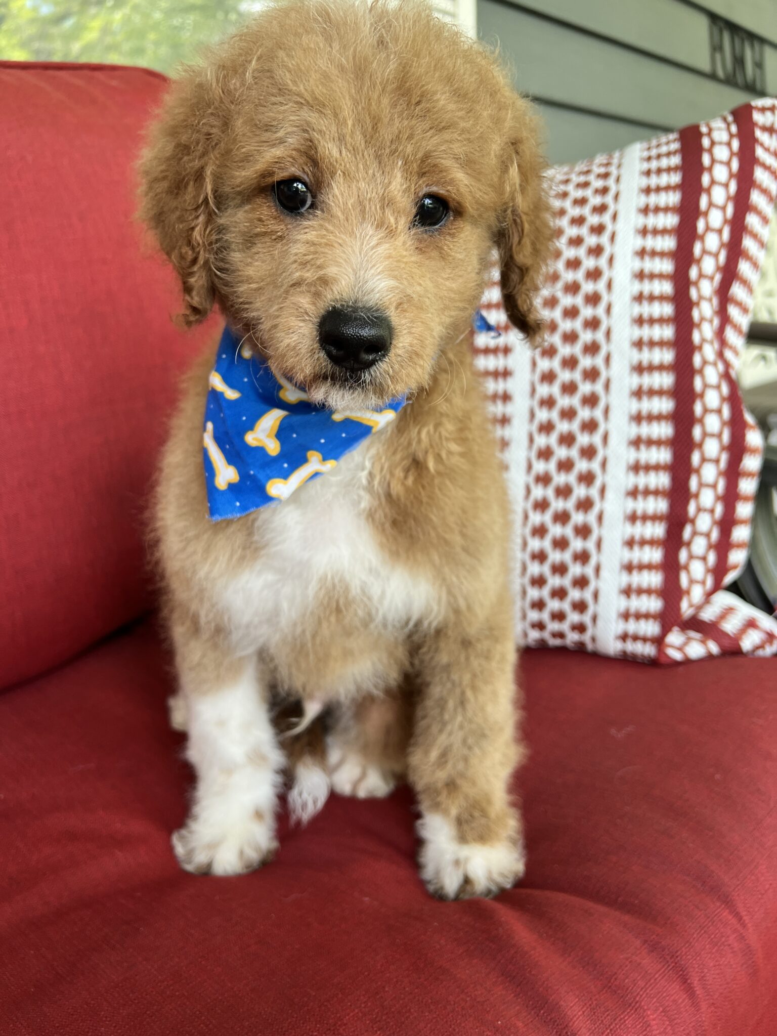 PuppyList – Find a Puppy Near You