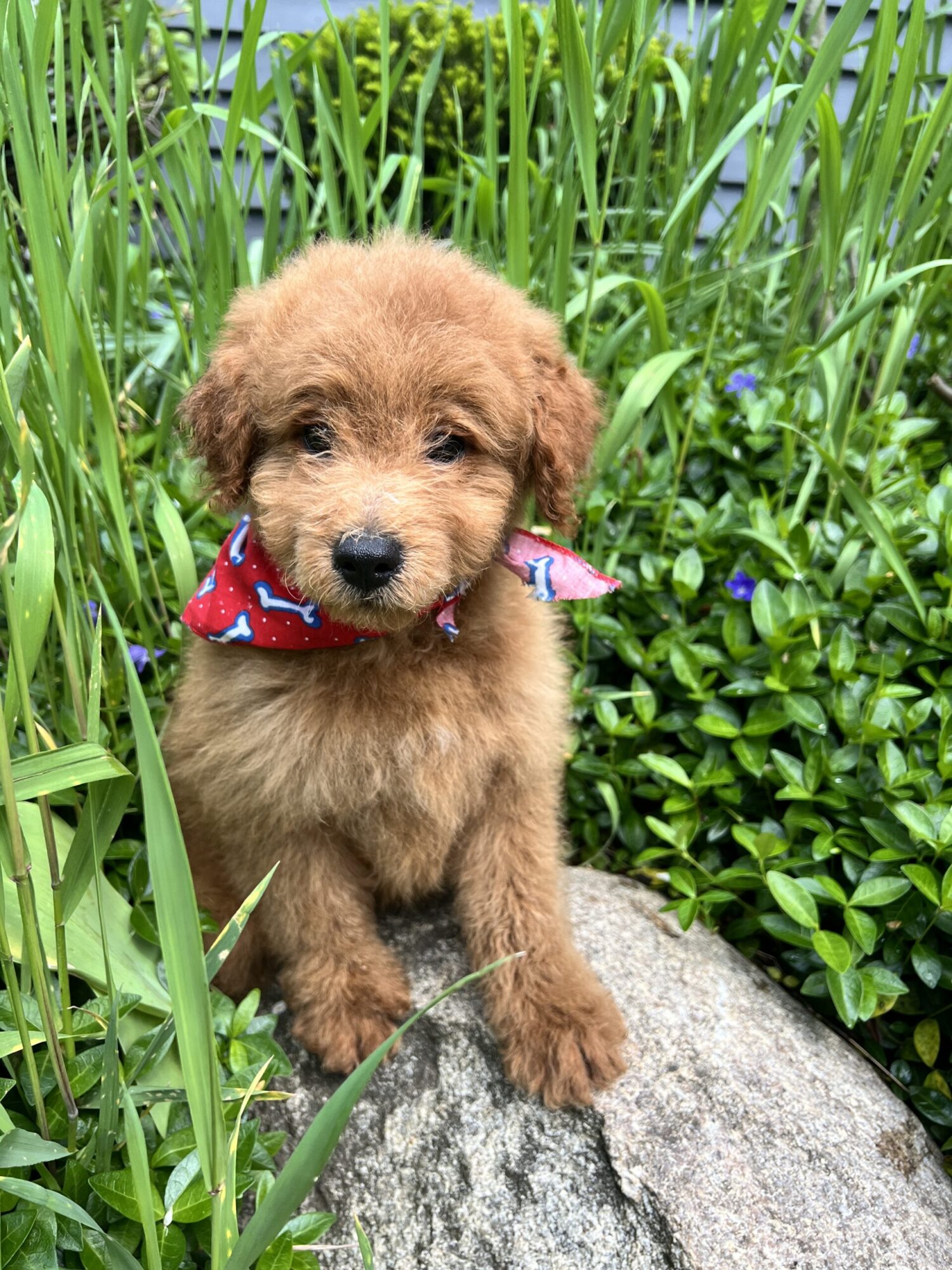 PuppyList – Find a Puppy Near You