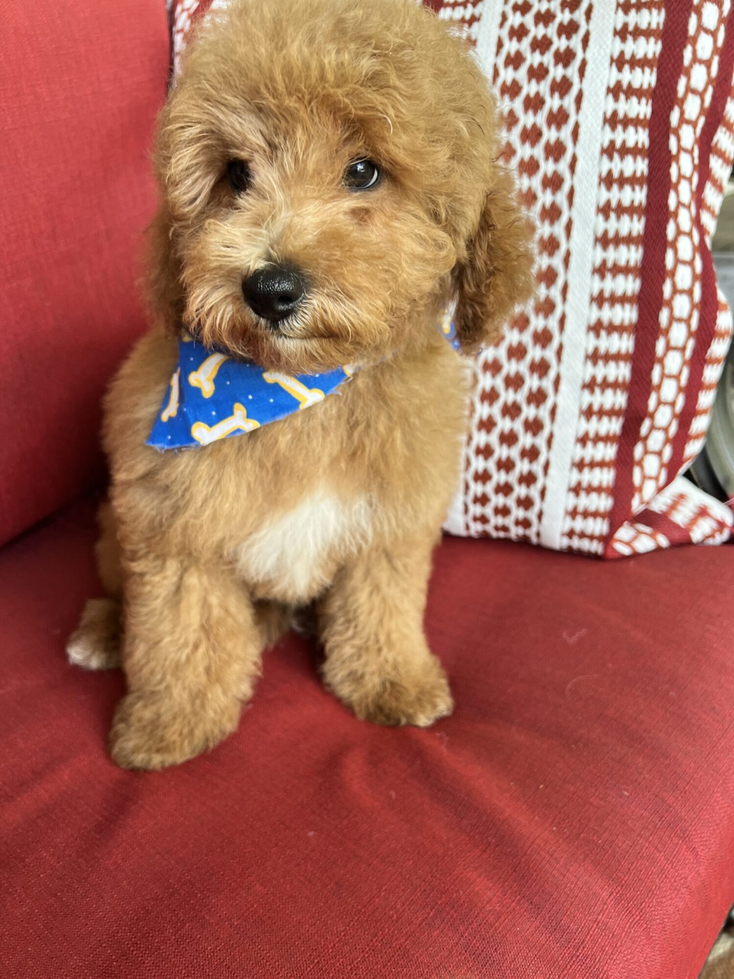 PuppyList – Find a Puppy Near You