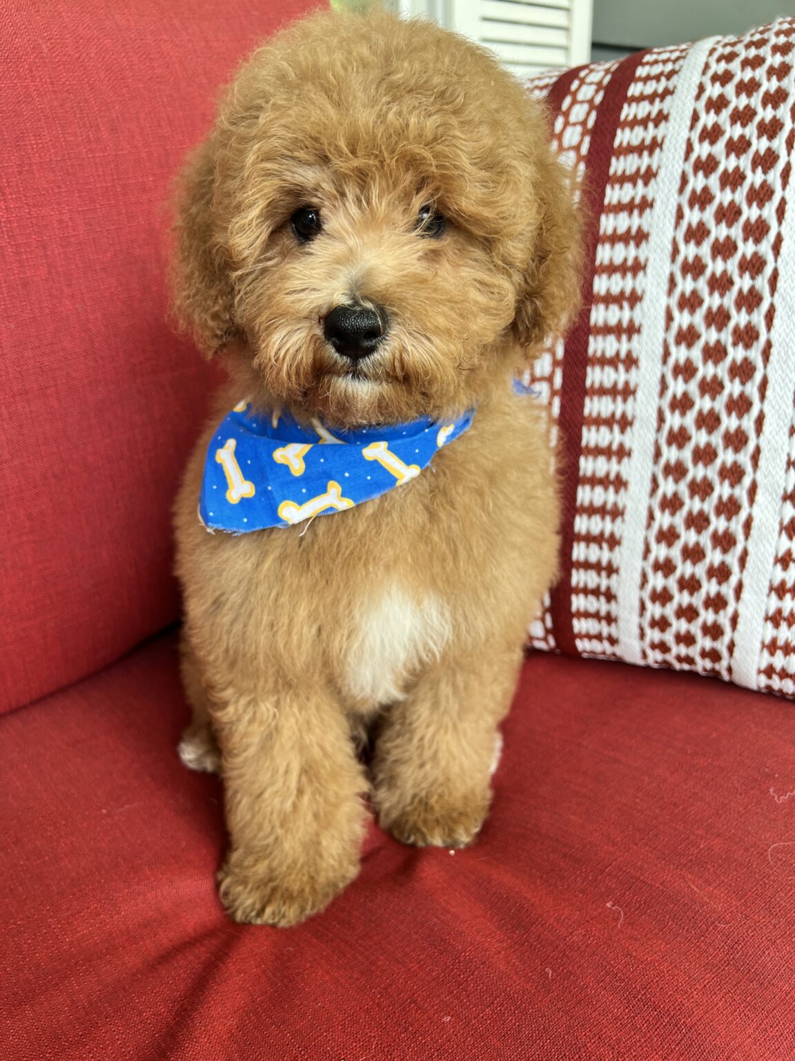 PuppyList – Find a Puppy Near You