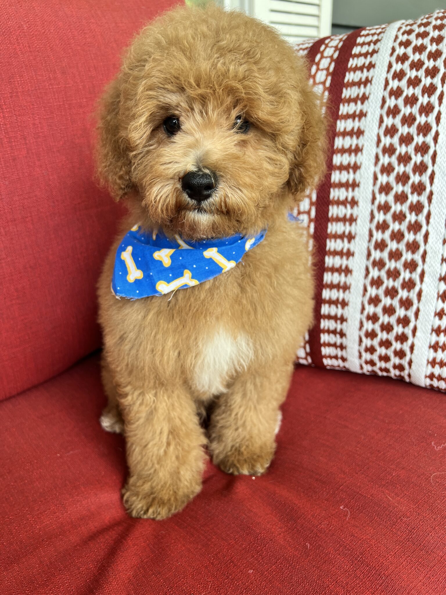 PuppyList – Find a Puppy Near You