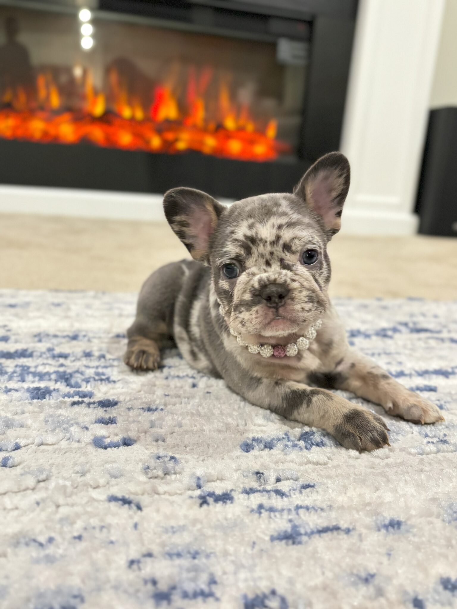 Pure Breed Rottweiler Puppylist