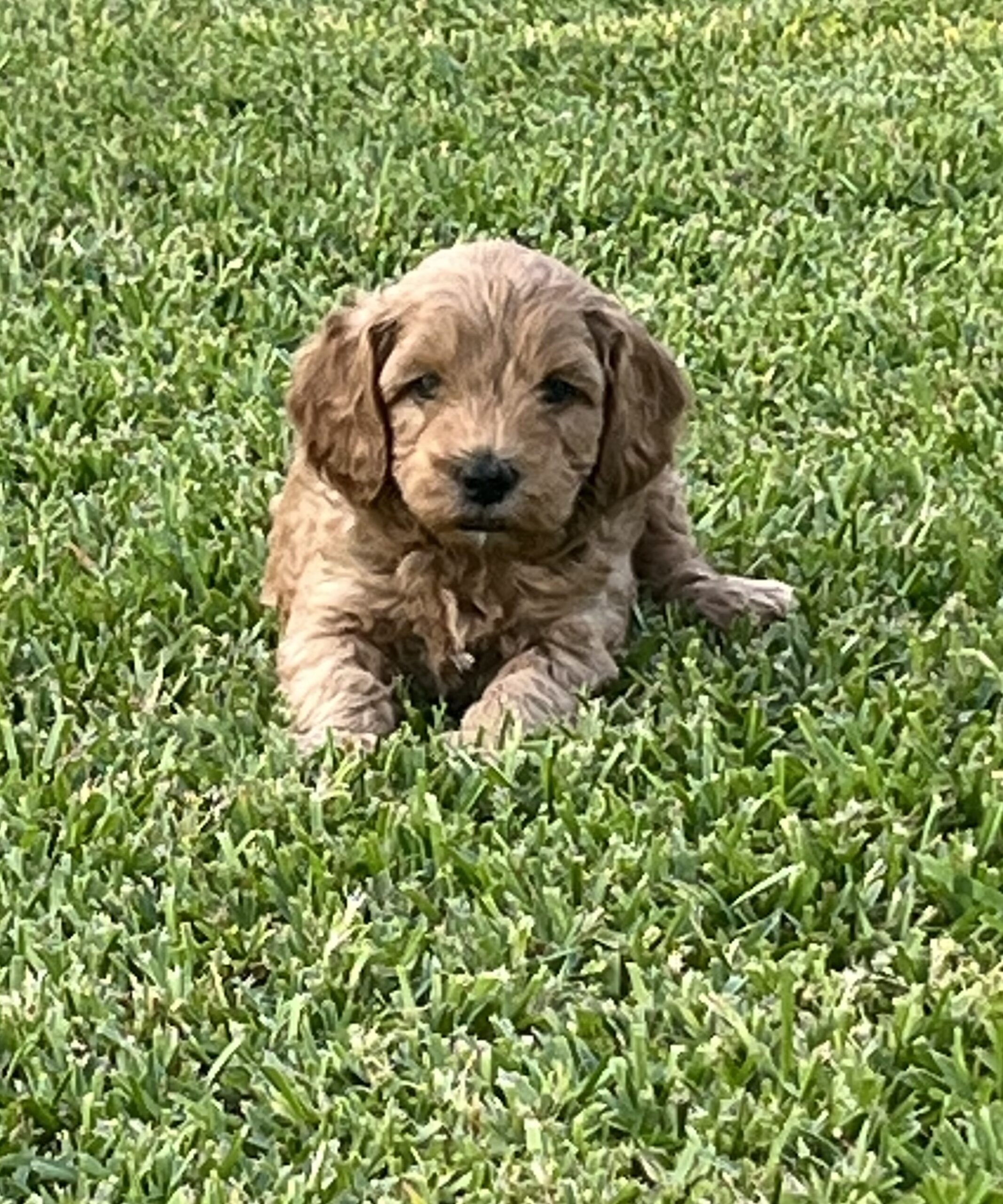 Adorable Male Miniture Goldendoodle – PuppyList