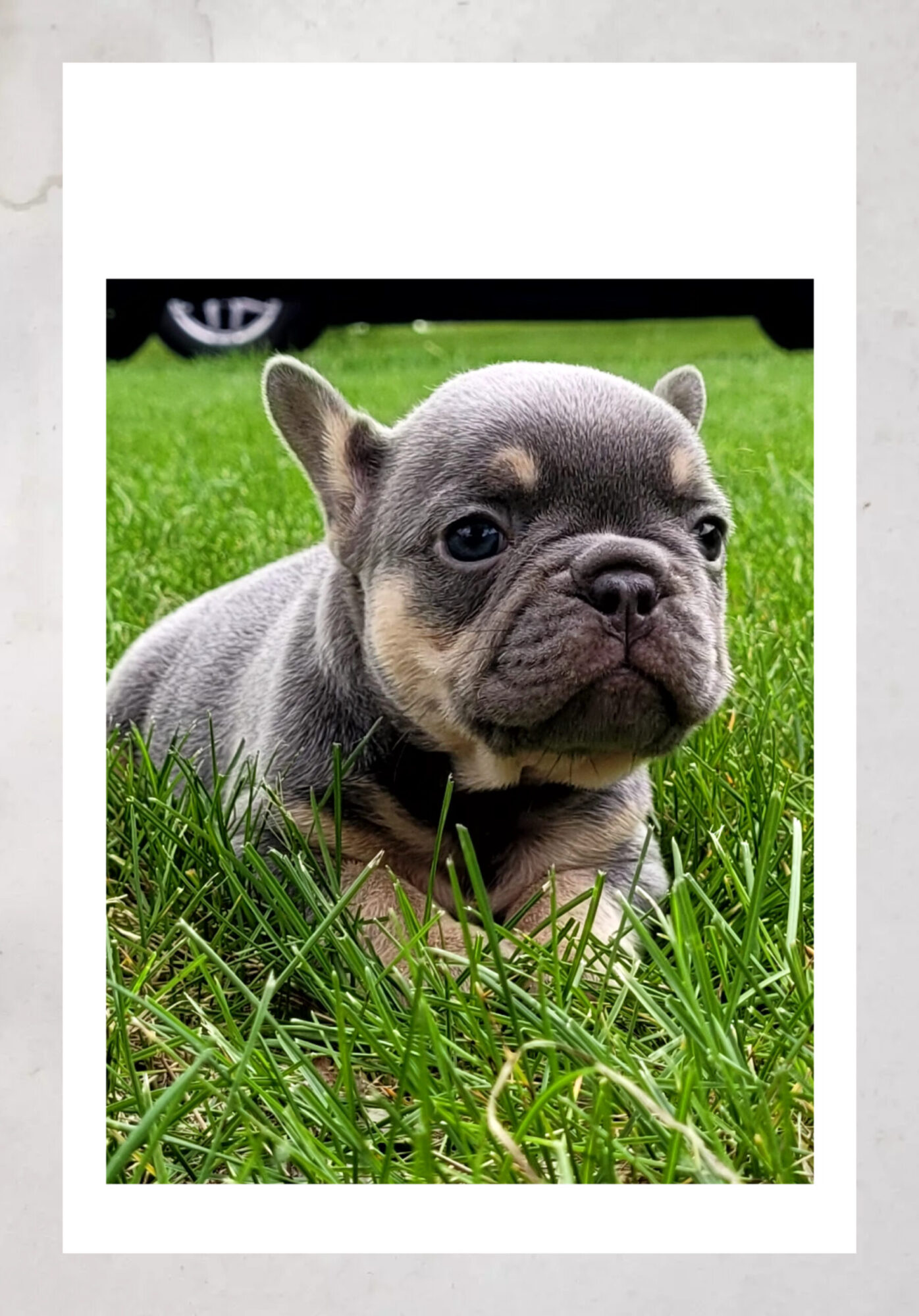 PuppyList – Find a Puppy Near You
