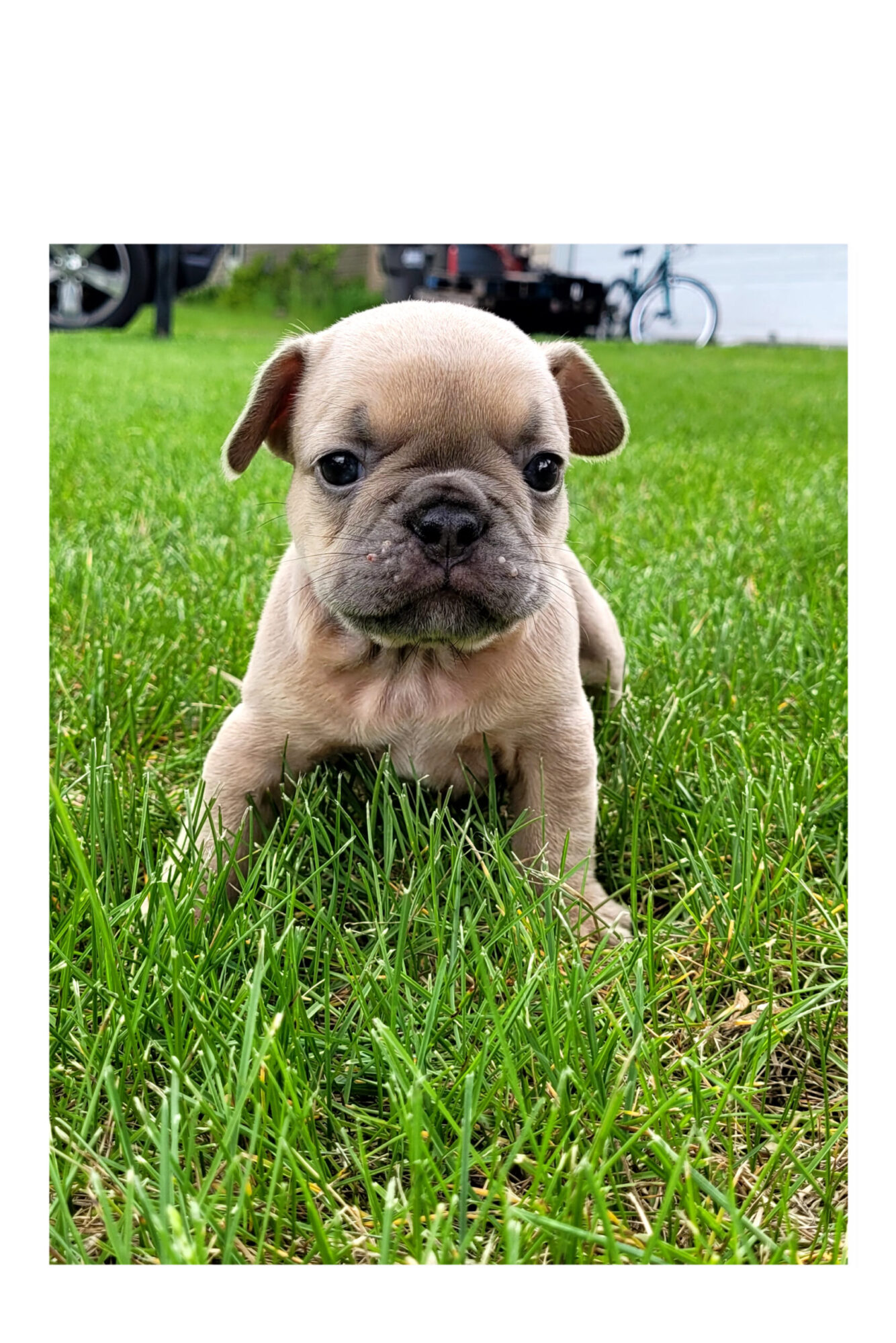 PuppyList – Find a Puppy Near You