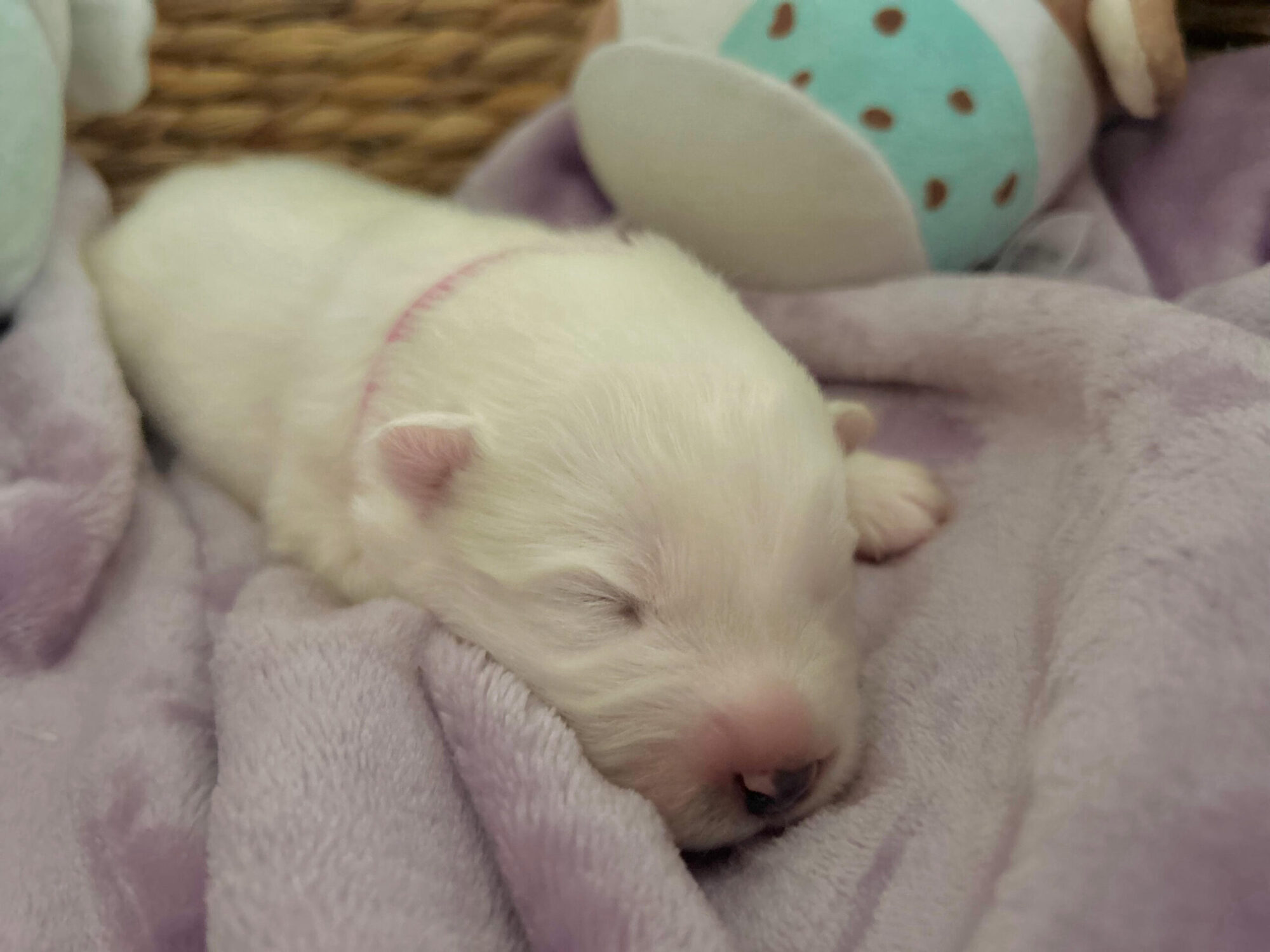 Samoyed Female- Argo – PuppyList