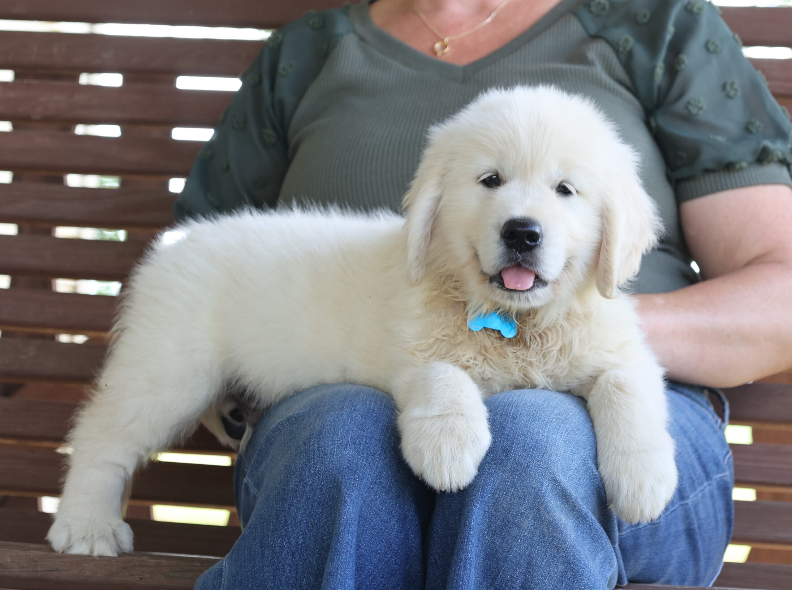 AKC Registered English Cream Golden Retriever – PuppyList AKC Registered English Cream Golden Retriever – PuppyList