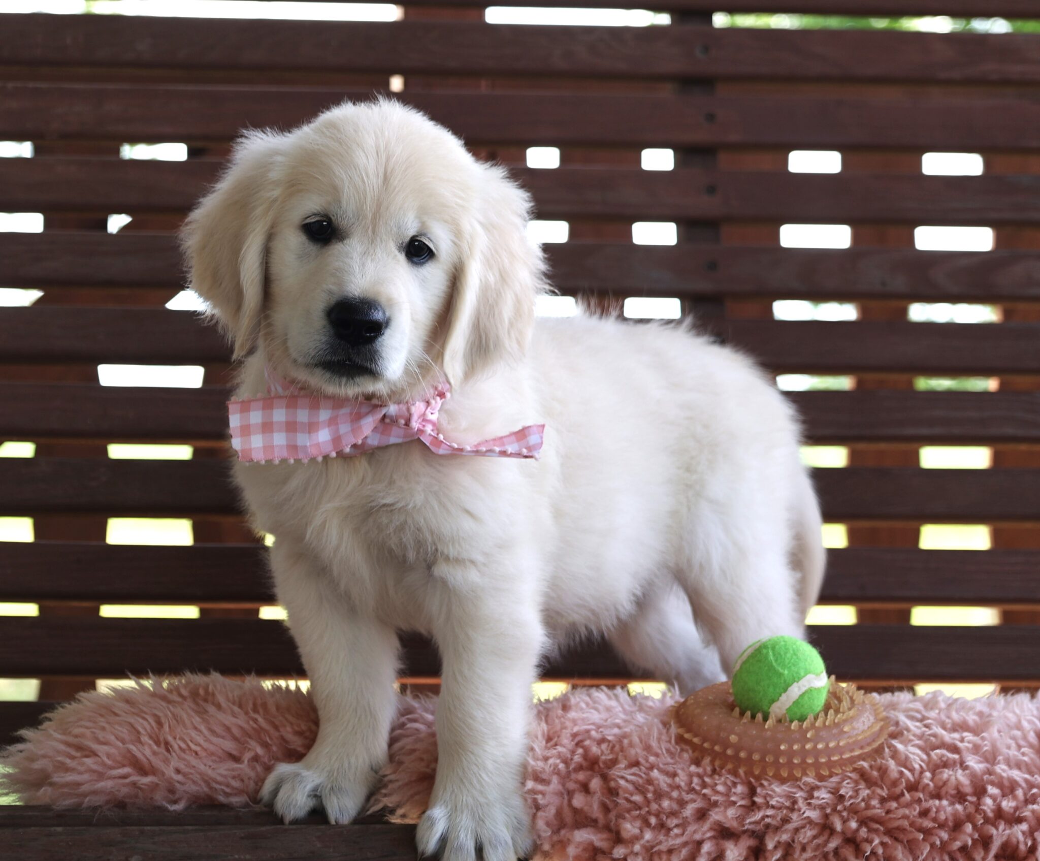 AKC Registered English Cream Golden Retriever – PuppyList AKC Registered English Cream Golden Retriever – PuppyList