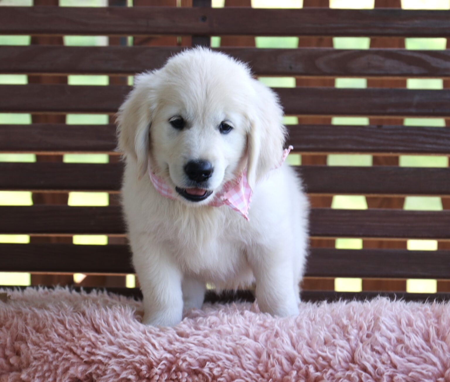 AKC Registered English Cream Golden Retriever – PuppyList AKC Registered English Cream Golden Retriever – PuppyList