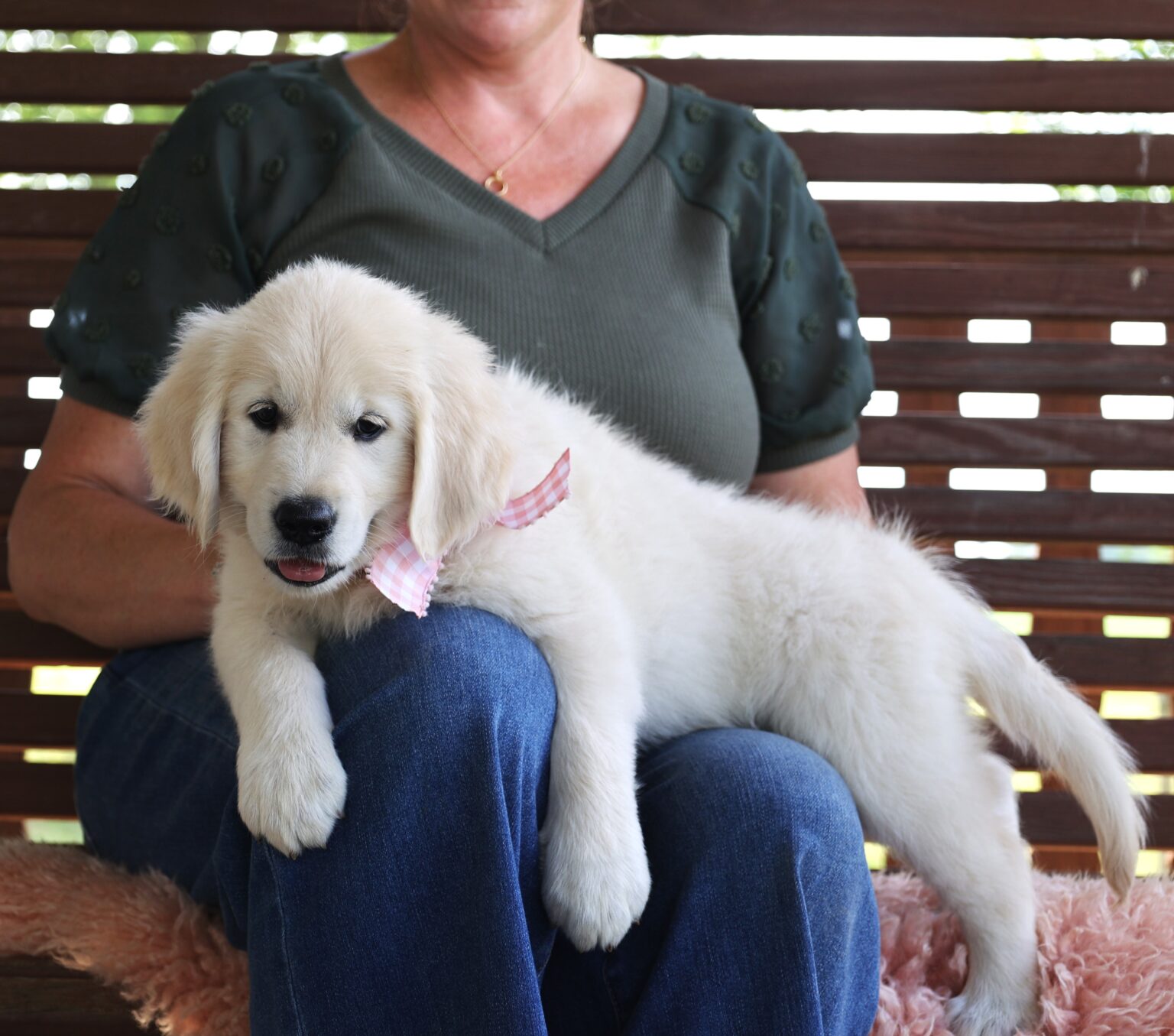 AKC Registered English Cream Golden Retriever – PuppyList AKC Registered English Cream Golden Retriever – PuppyList