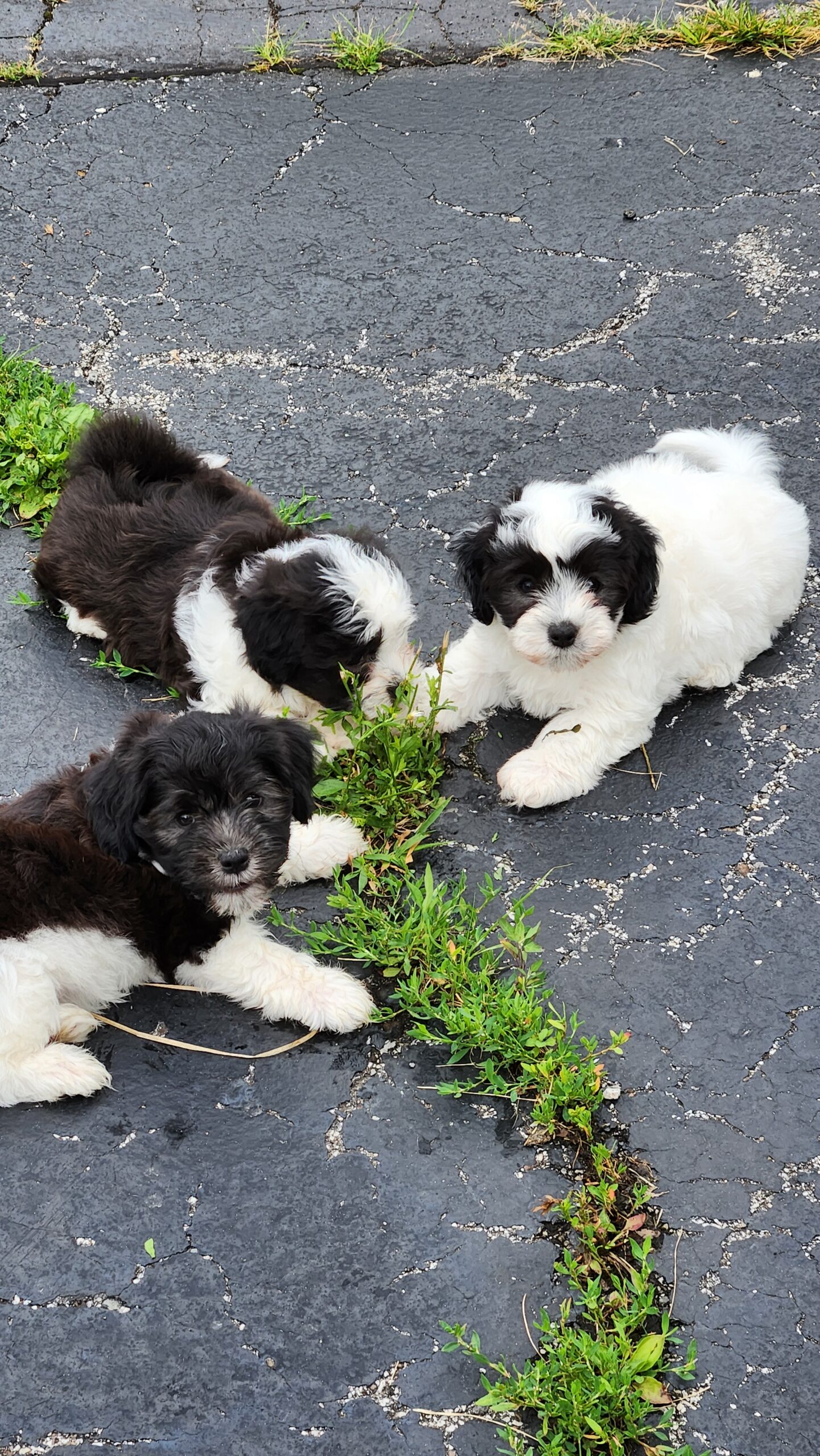 Havanese male puppies – PuppyList