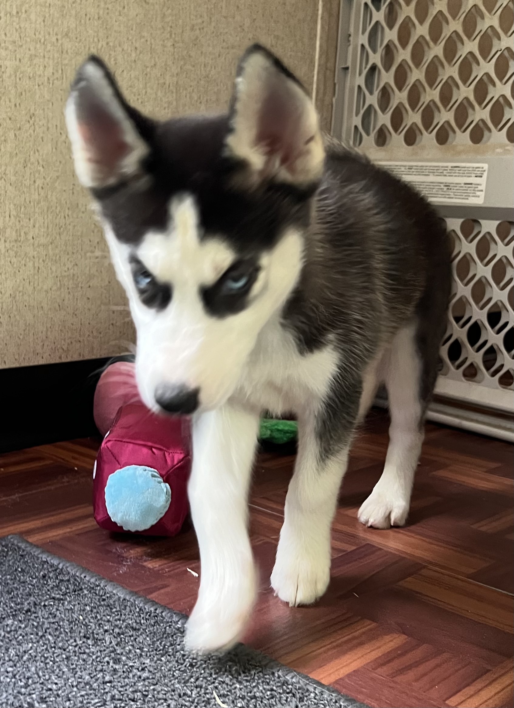 AKC Siberian Husky – PuppyList