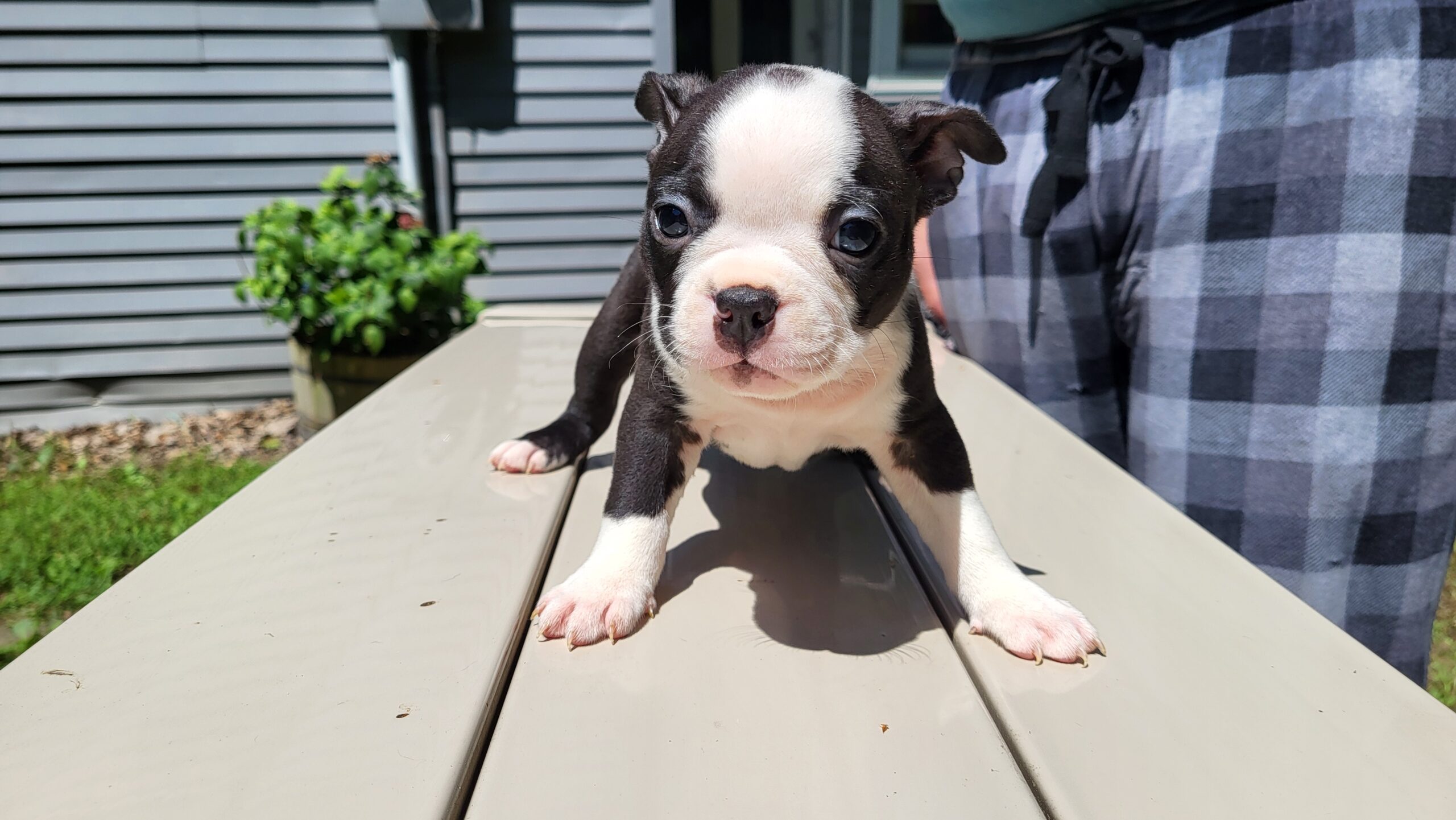 Beautiful Boston Terriers – PuppyList