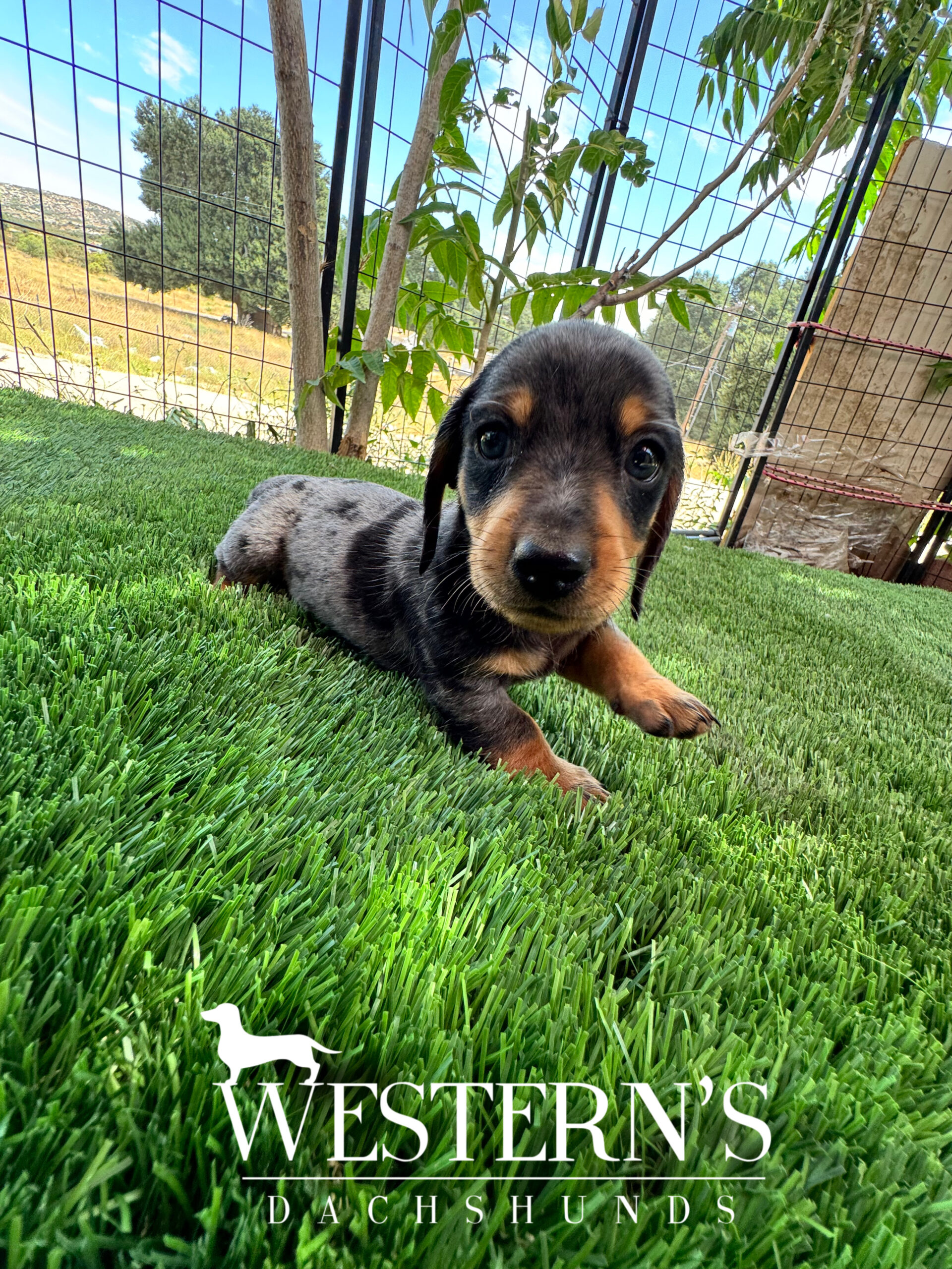 Louie The Miniature Dachshund – PuppyList