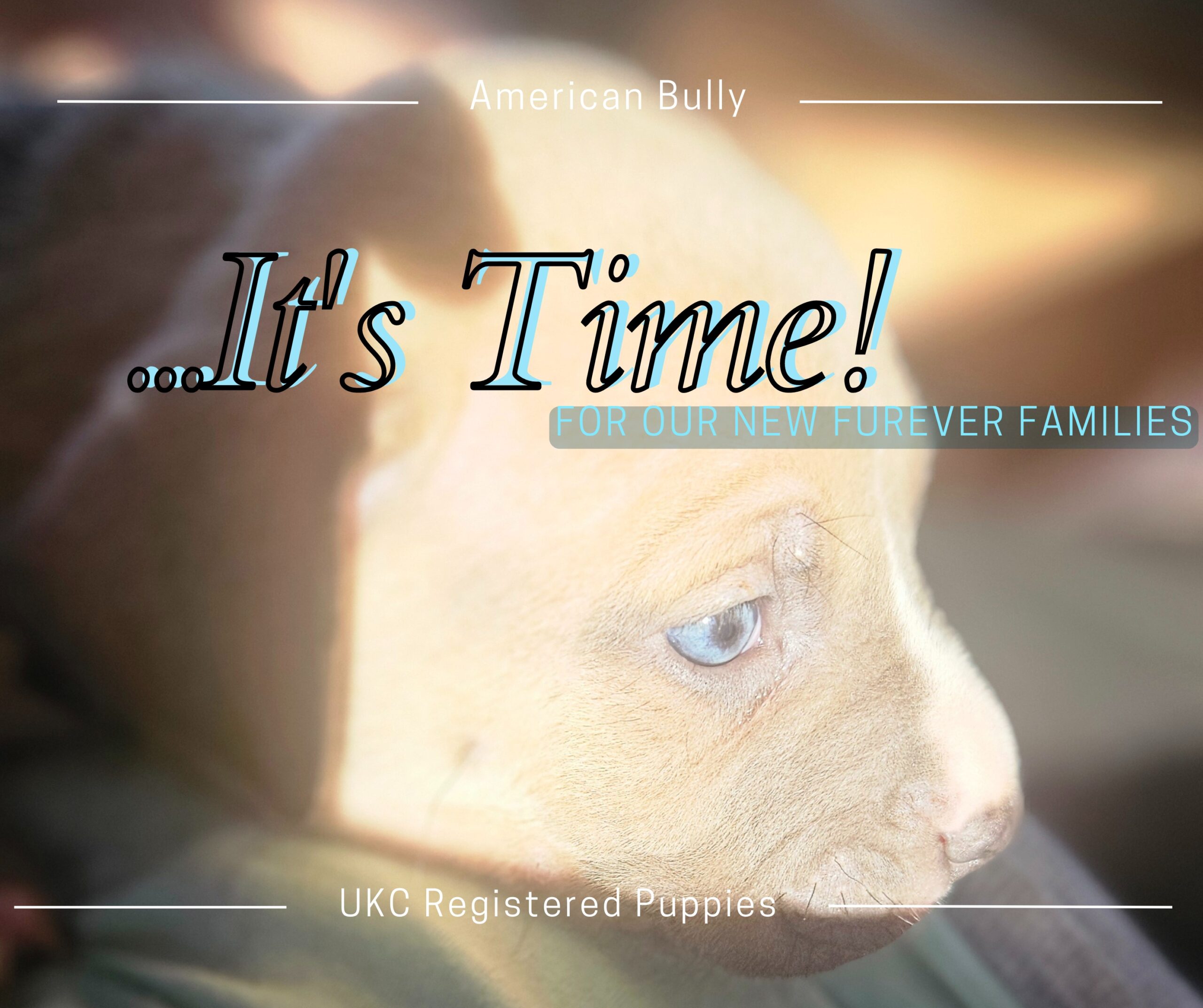 Blue-Nose, Fawn Male-Amer Bull Staffy Papered Pup-Ready4NewHome9/14/24 ...