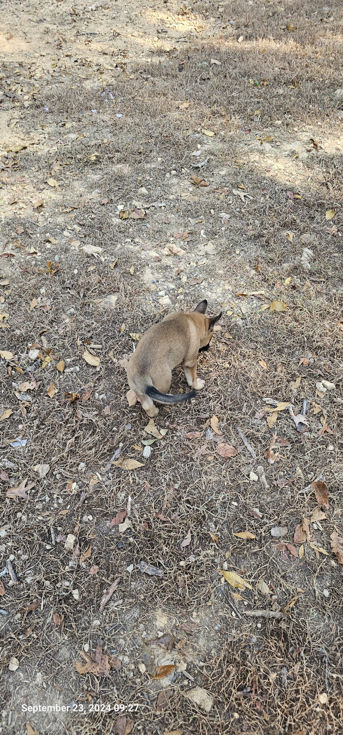 German Shepherd/Belgian Malinois (Shepinois) – PuppyList