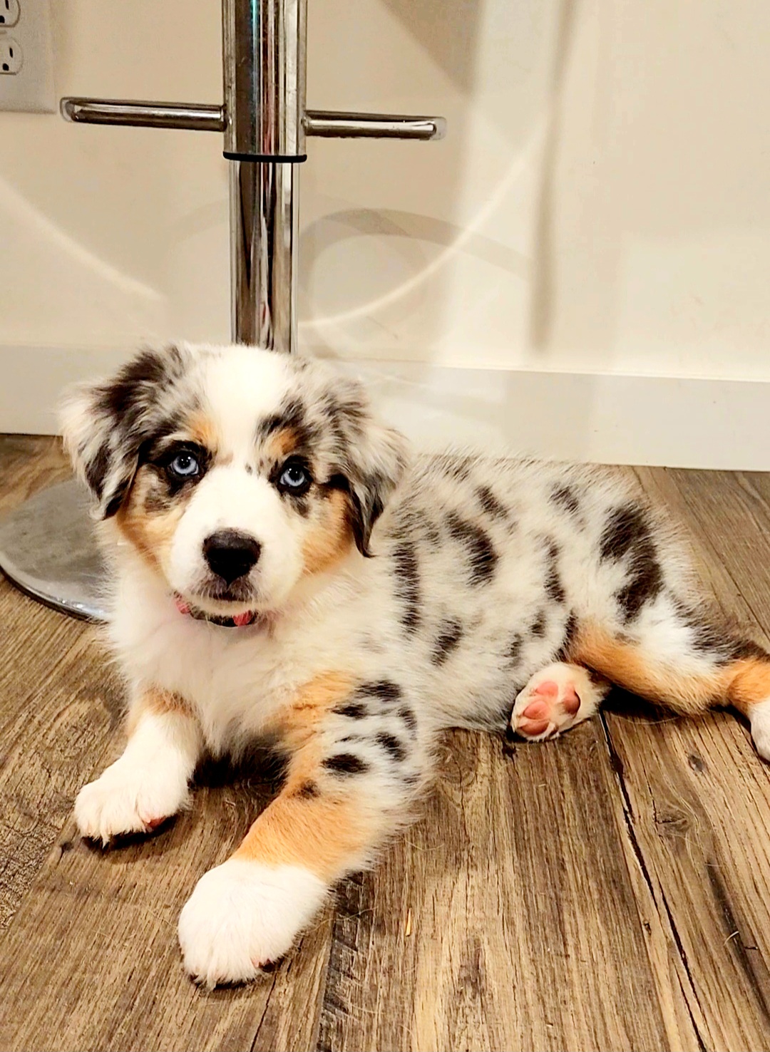 AKC registered Blue Eyed Blue Merle Female For Sale – PuppyList