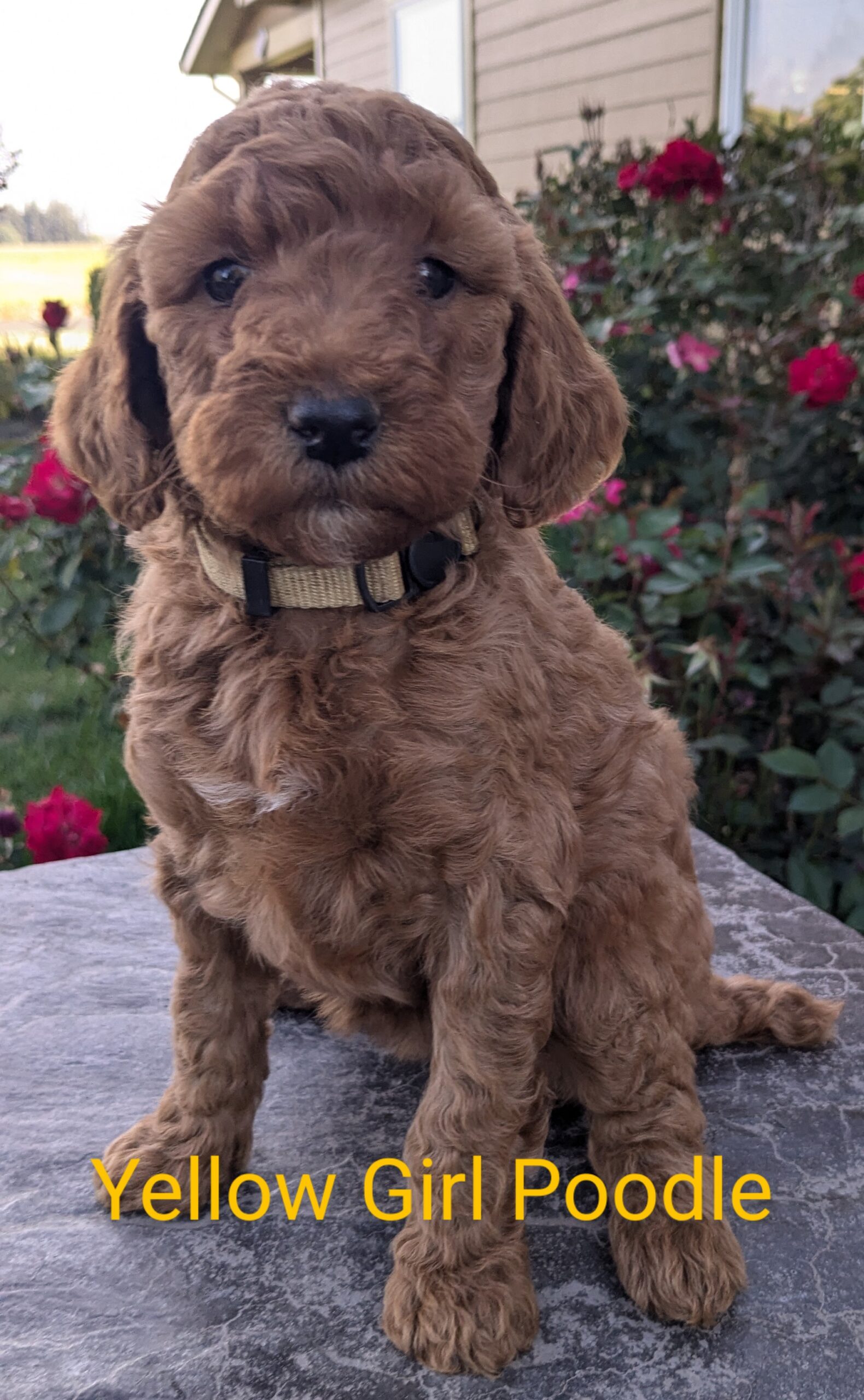 AKC Moyen (Medium) Poodles – PuppyList