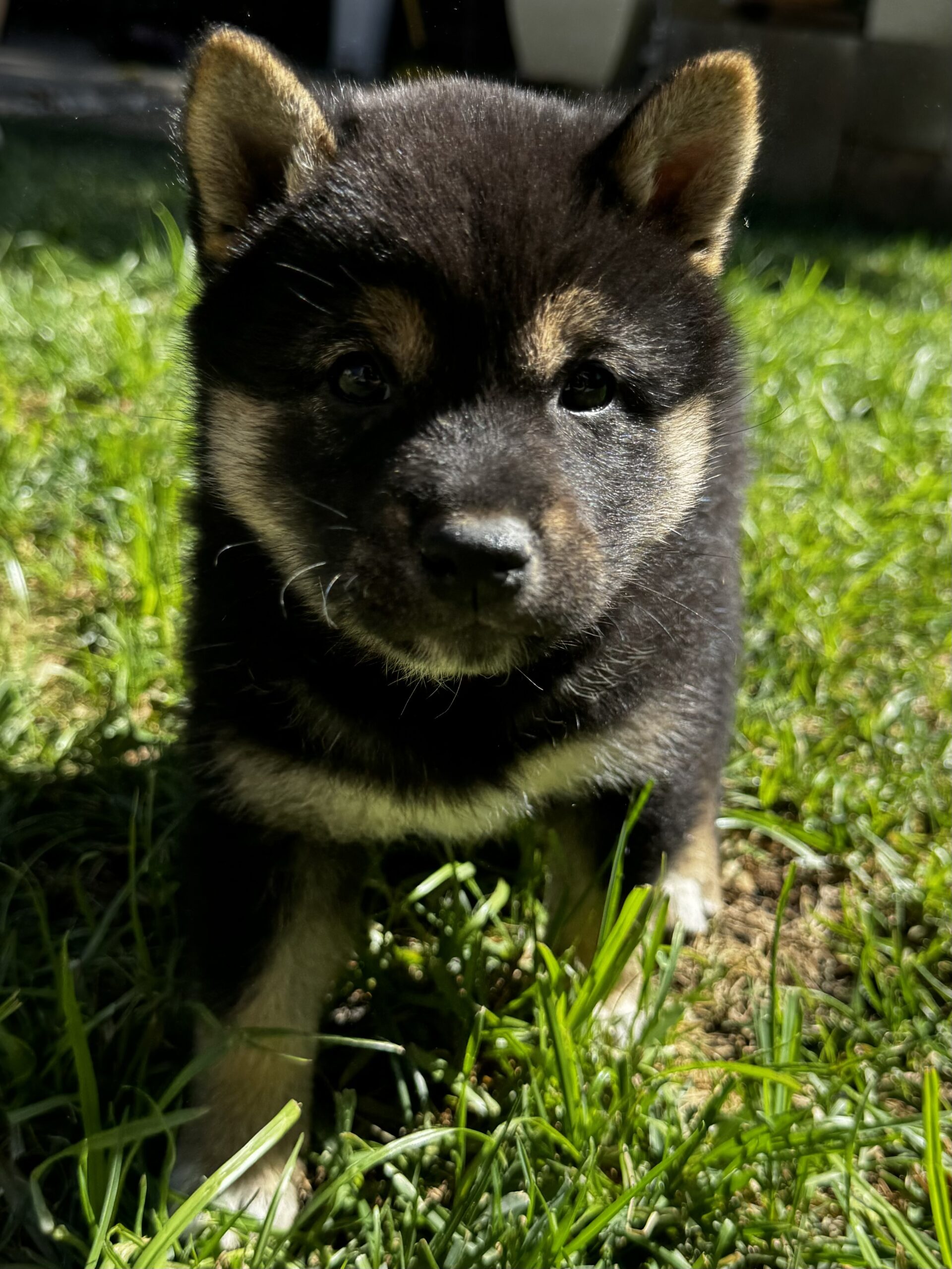 Shiba Inu Puppy *Yuzu* Ready to Home – PuppyList
