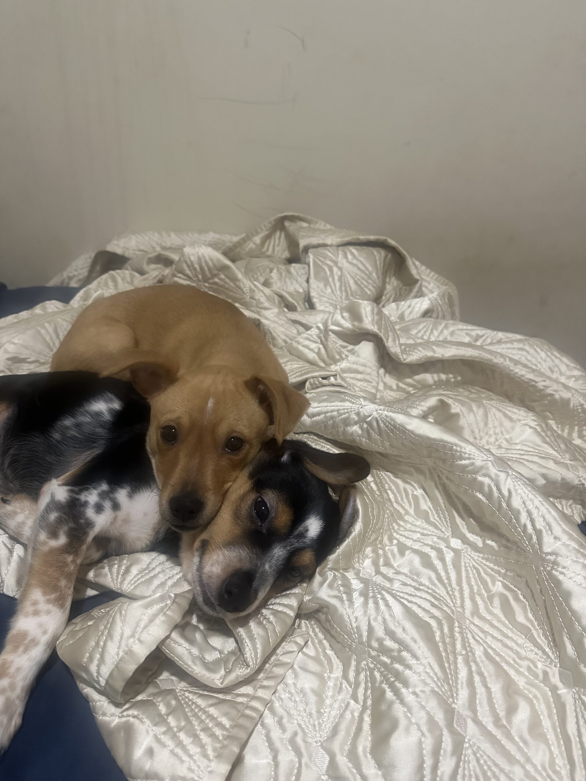 Miniature Cattle Dog Puppies – PuppyList