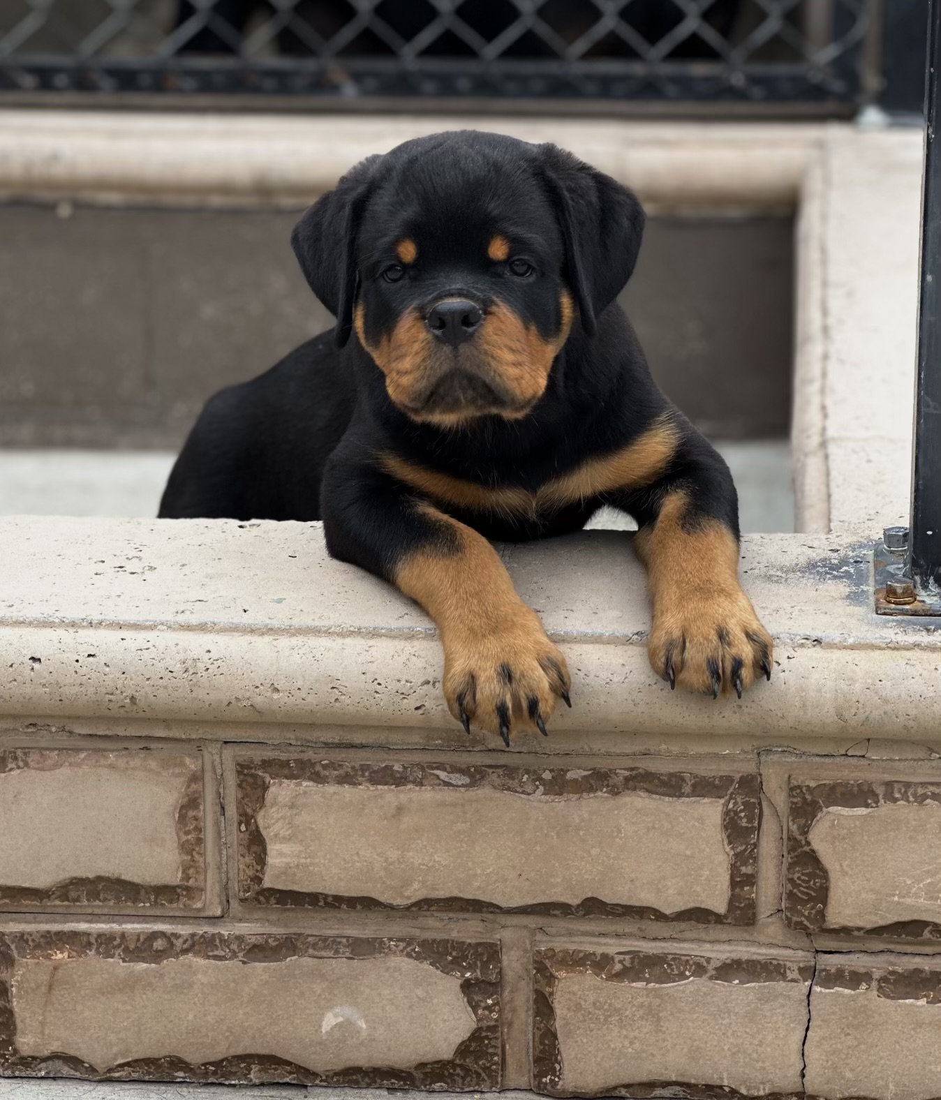 World Class AKC European Rottweilers Puppies – PuppyList