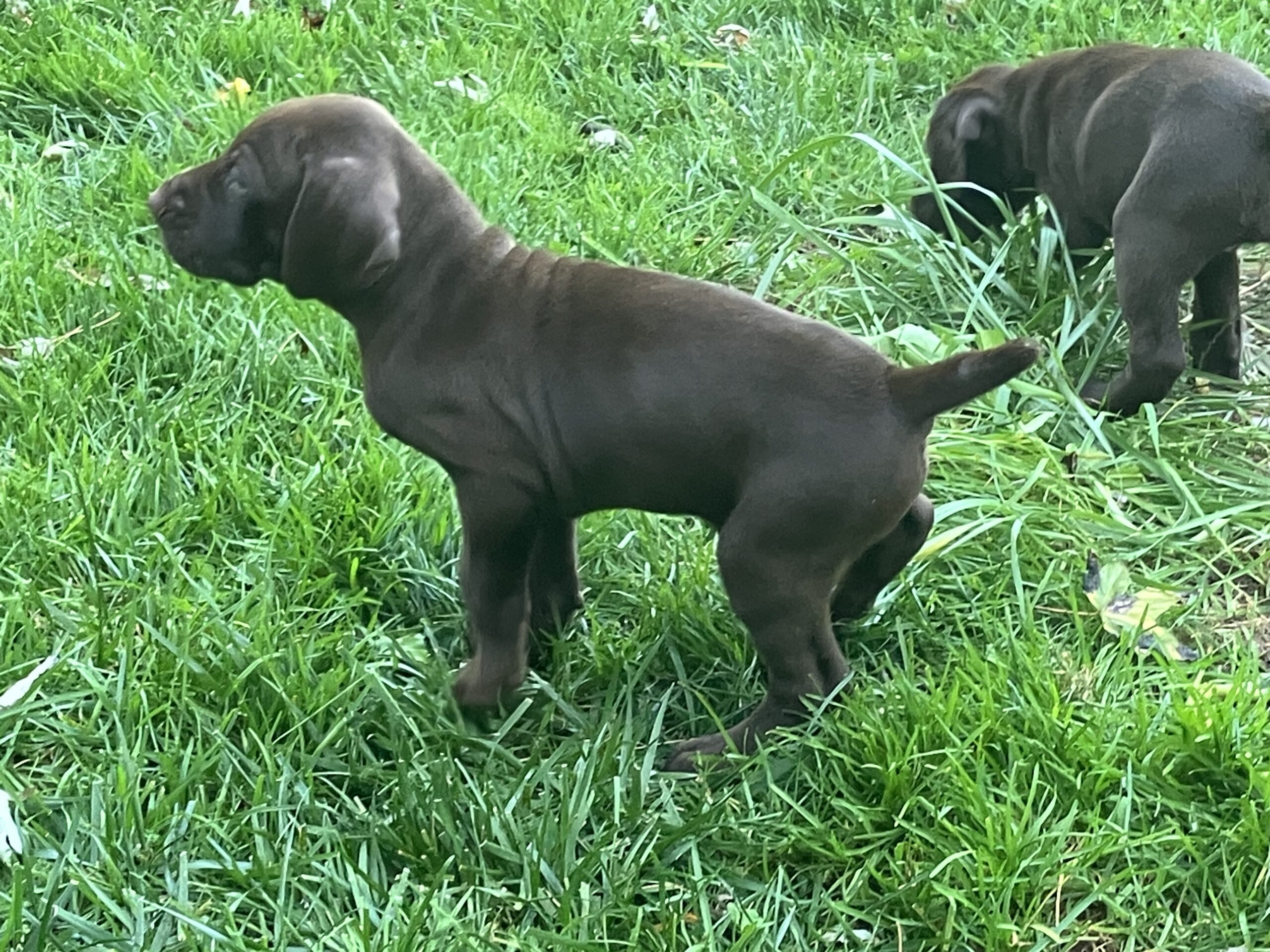 German shorthair pointer puppies – PuppyList