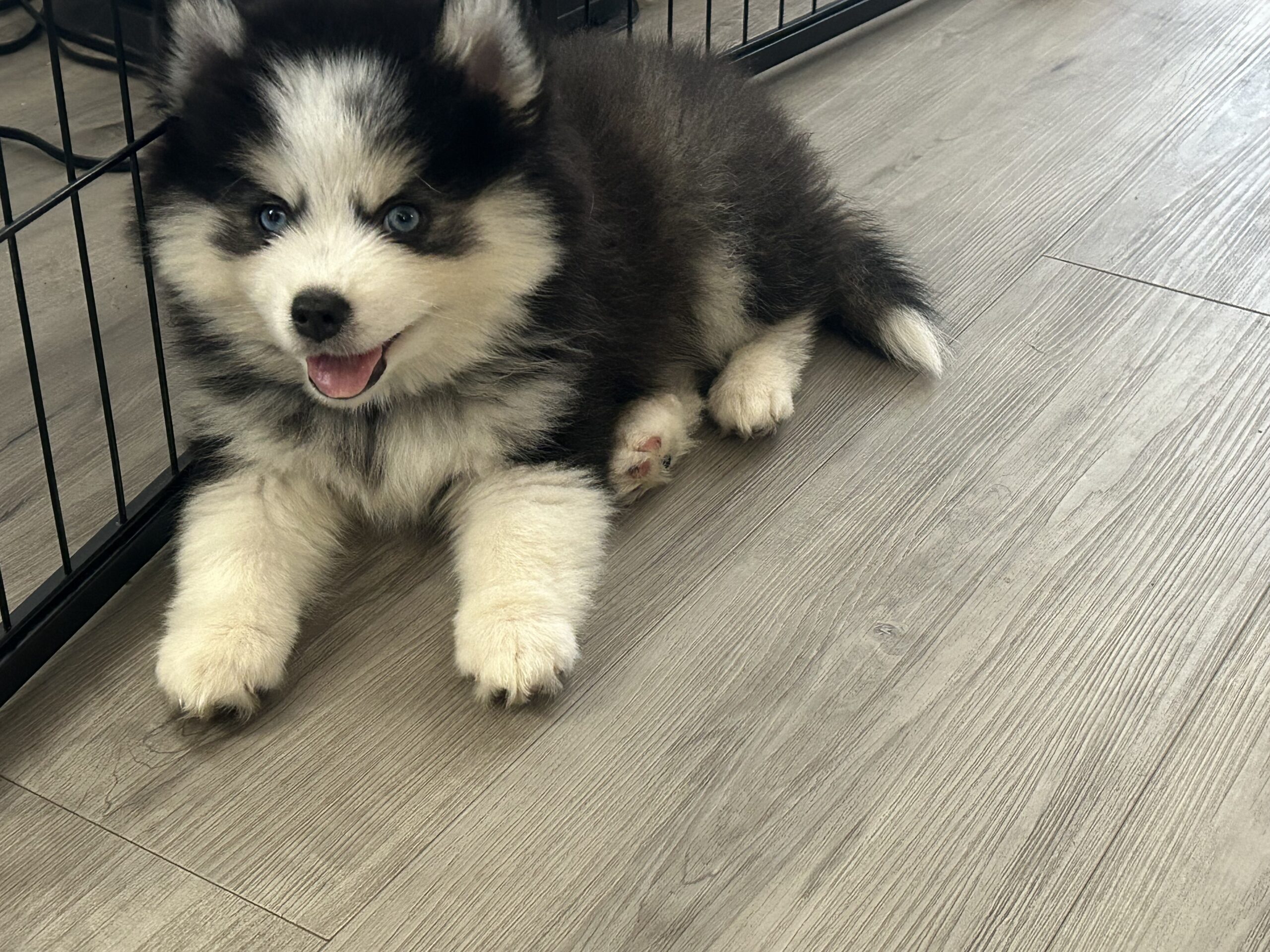 Ocean Pomeranian Husky – PuppyList