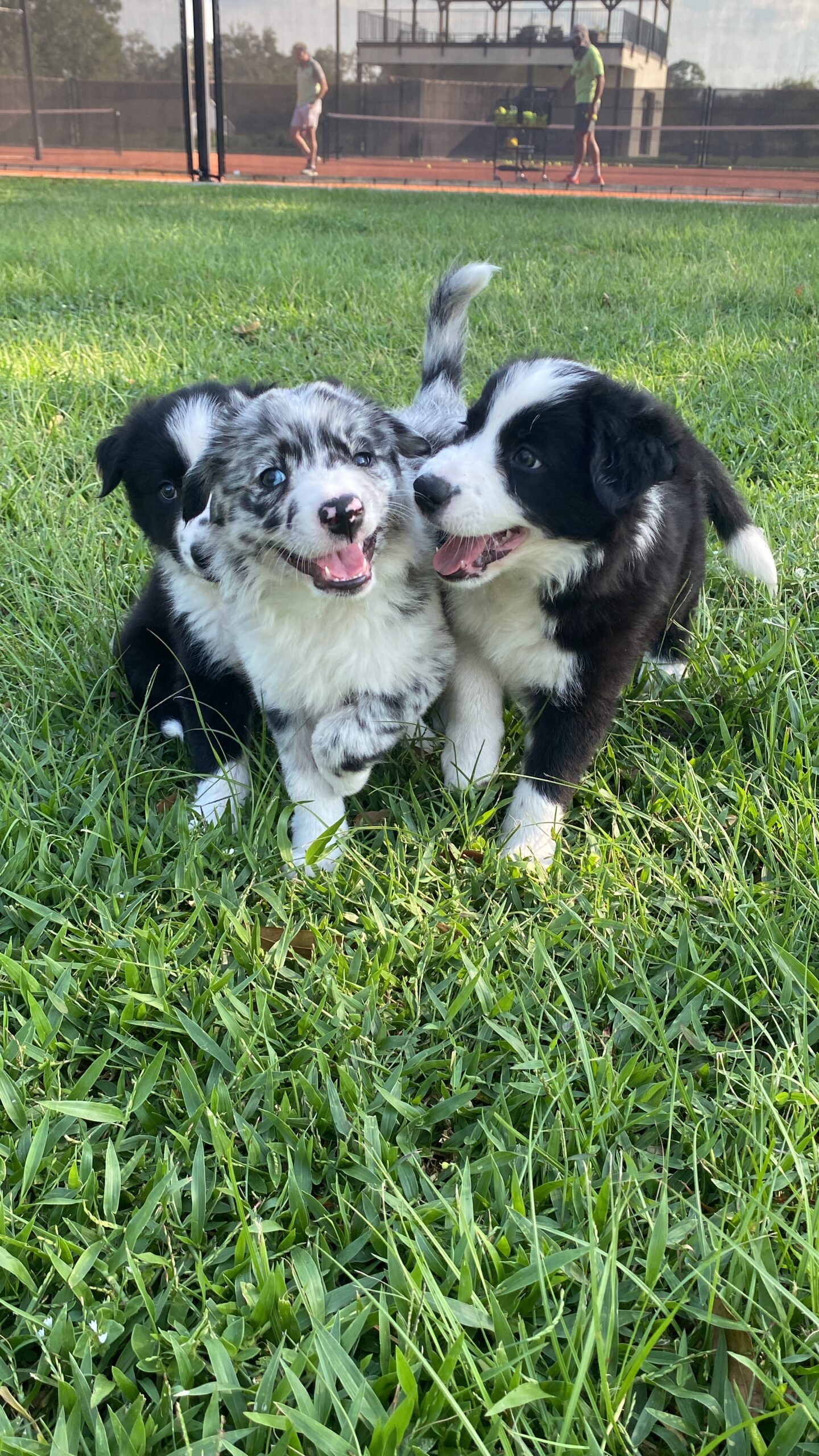 Female Border Collie – PuppyList