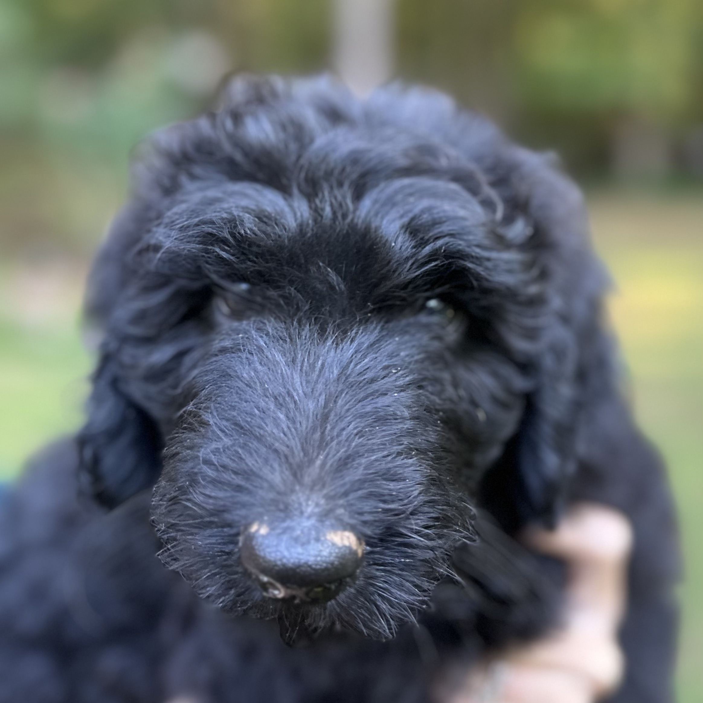 Golden Doodle / Black Lab Golden Retriever Mix – PuppyList