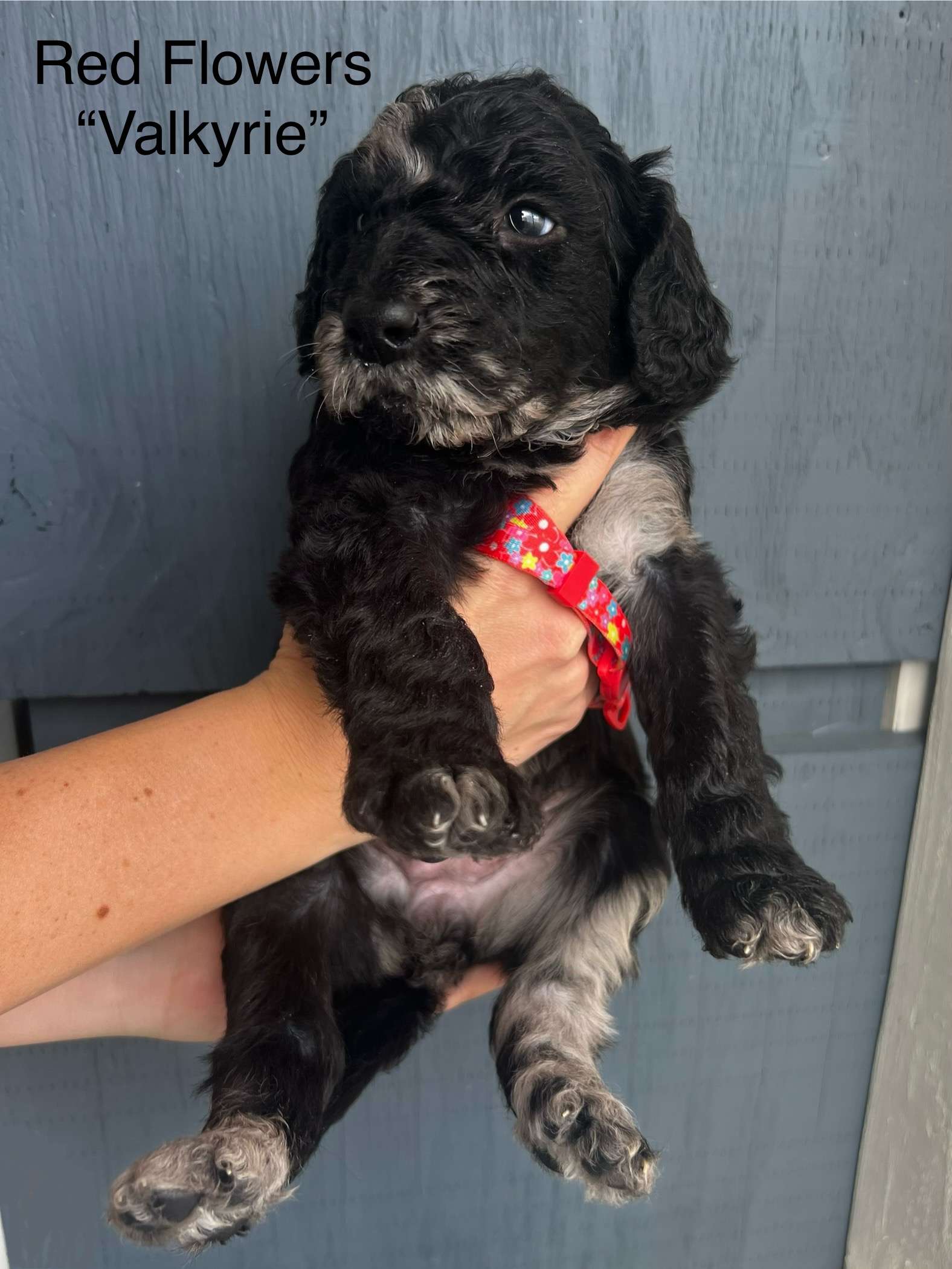 F1B Labradoodles – PuppyList