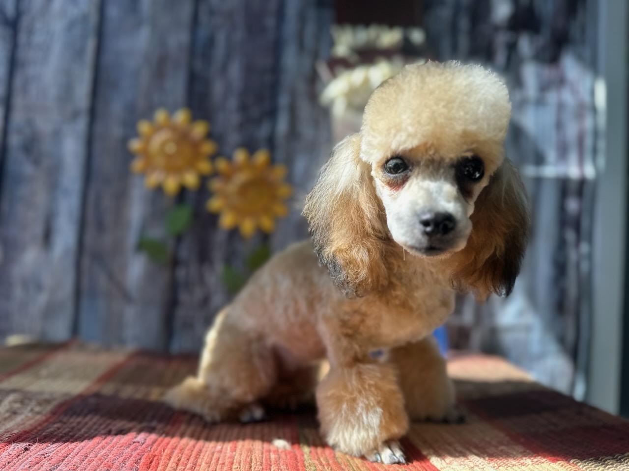Tiny toy poodles – PuppyList