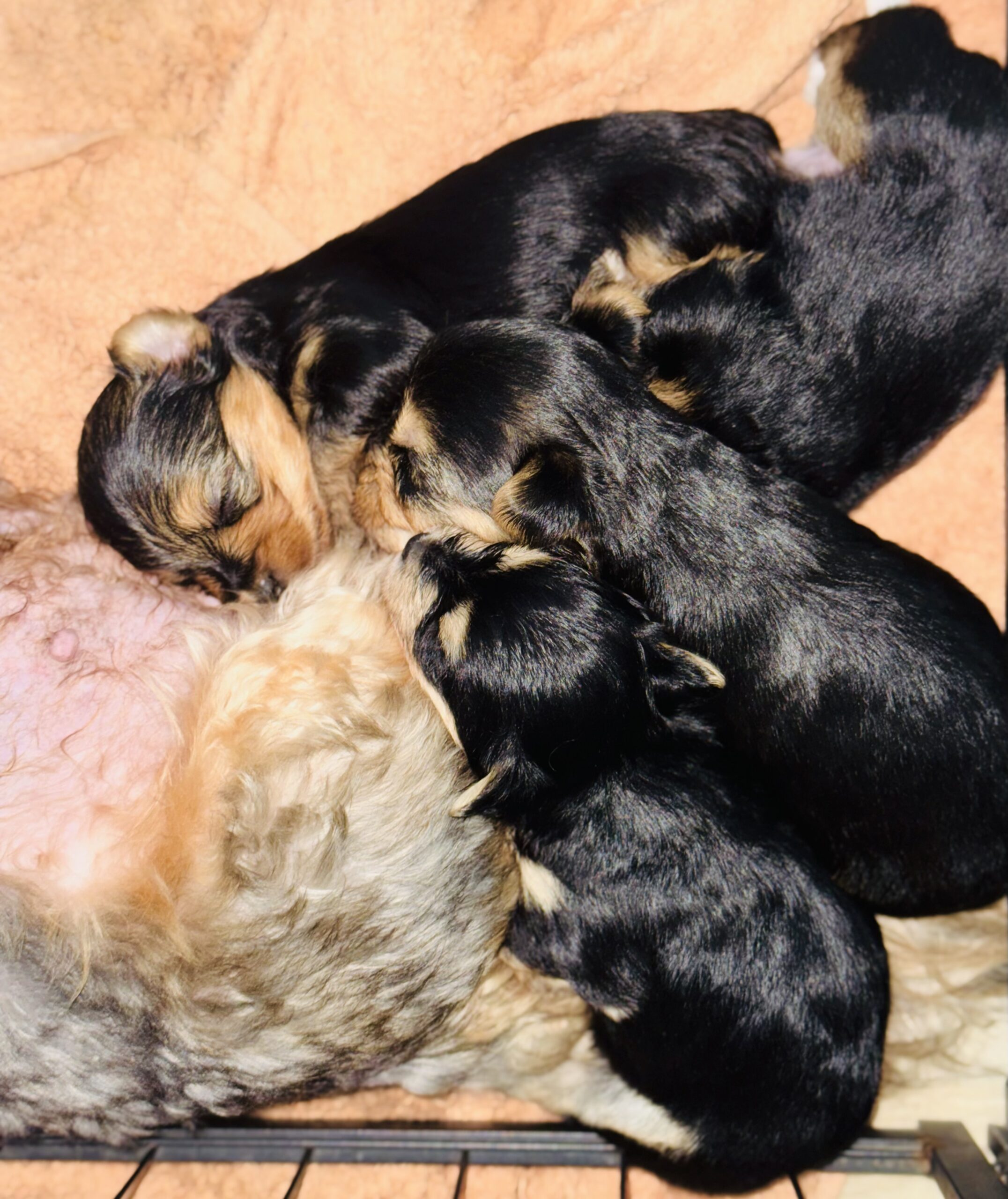 3 yorkie male puppies available – PuppyList