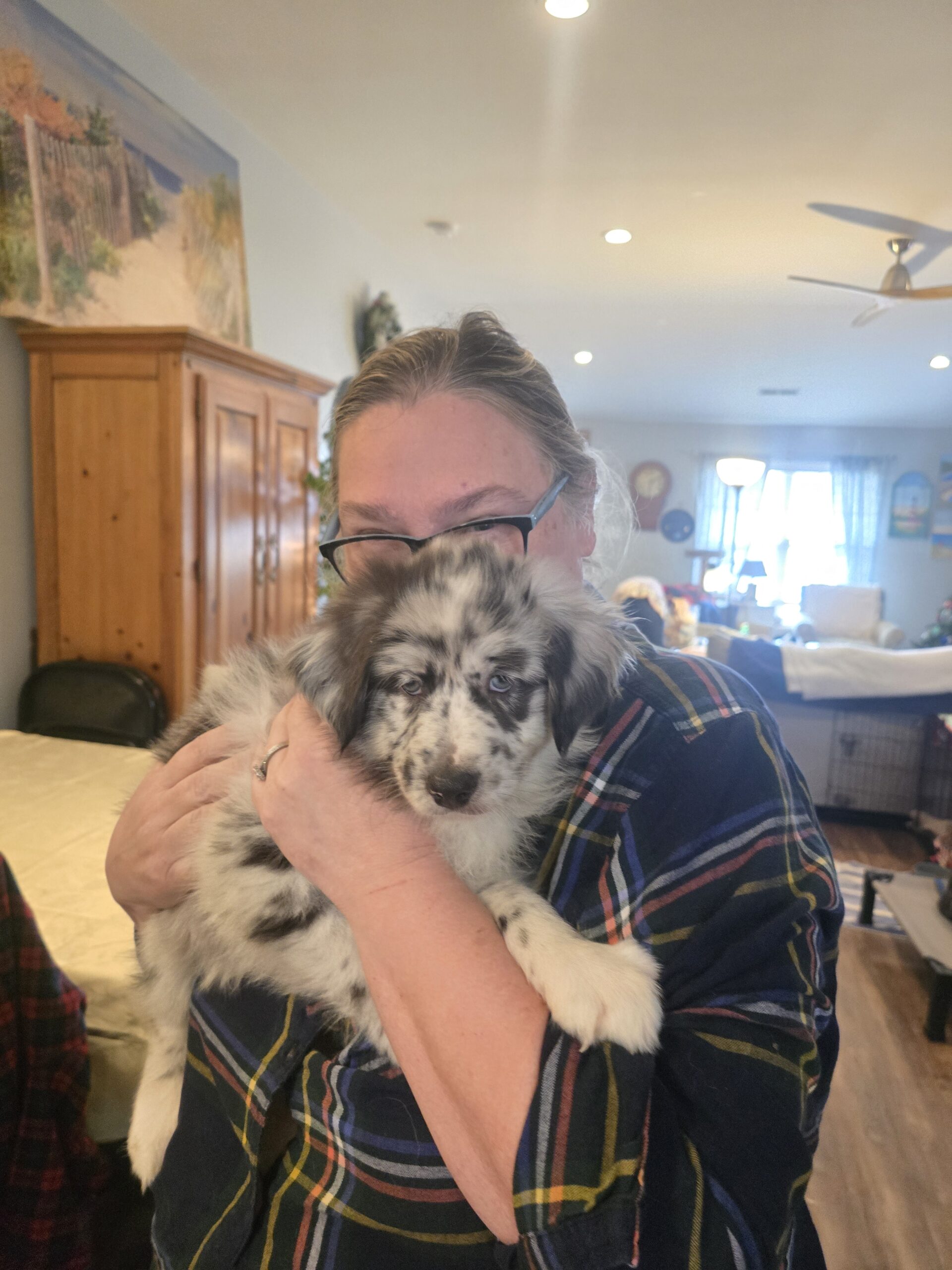 Beautiful Australian Shepherd, Poppy – PuppyList