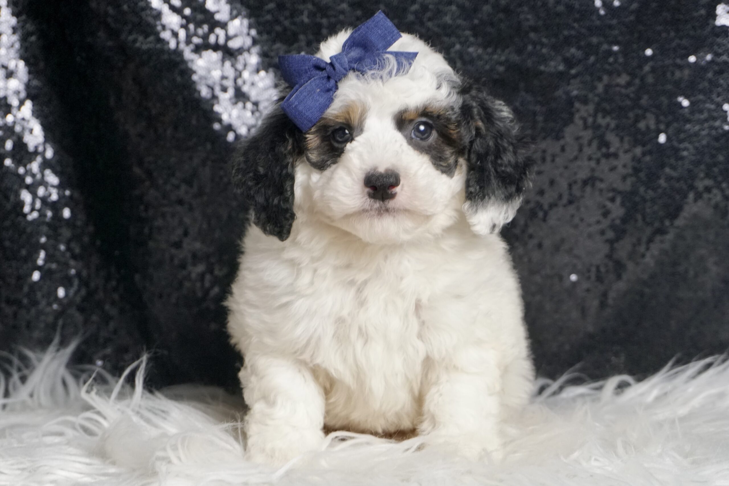 HUGO F1B MGD – PuppyList
