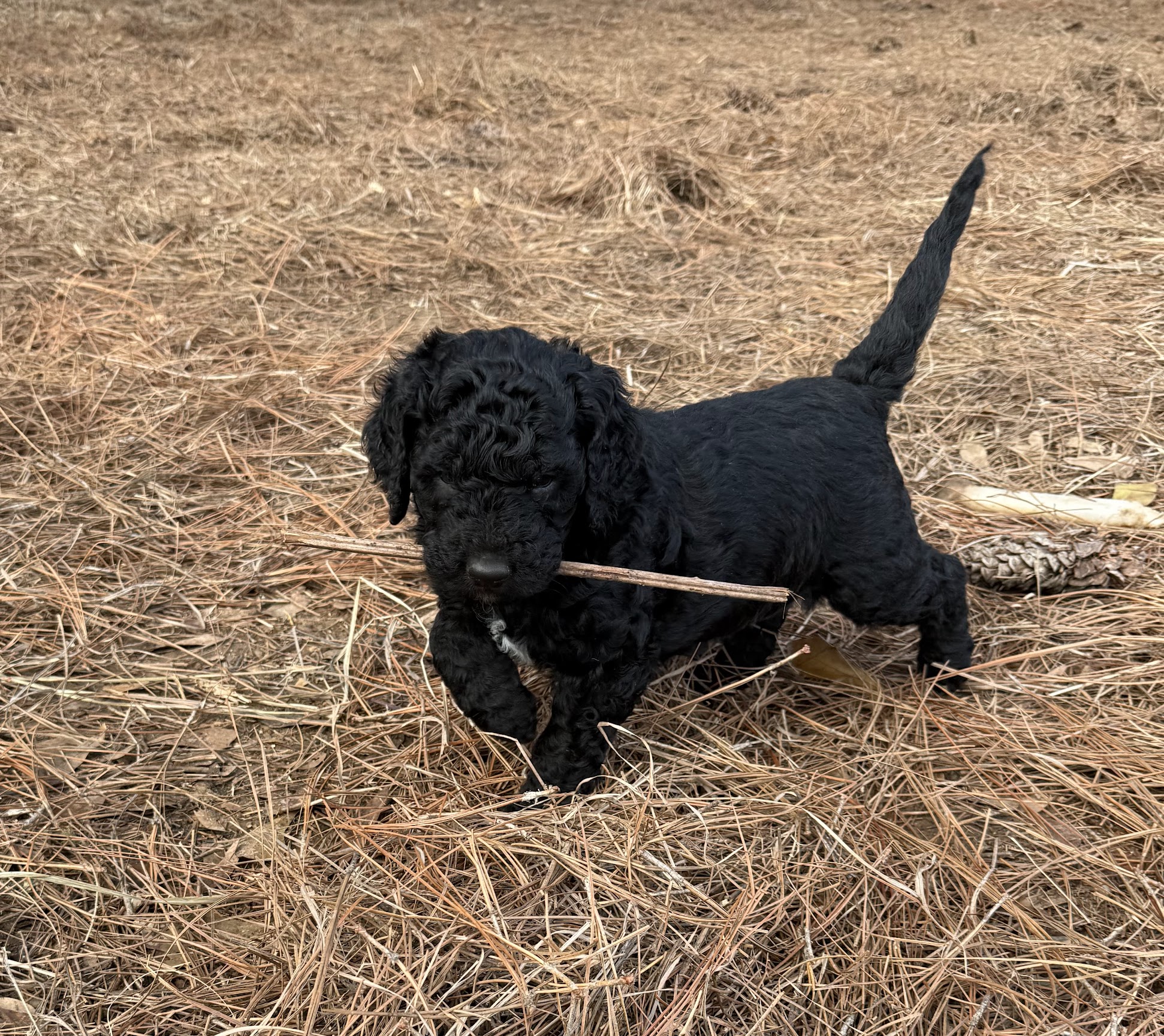 Rare and Beautiful Black Goldendoodles – PuppyList